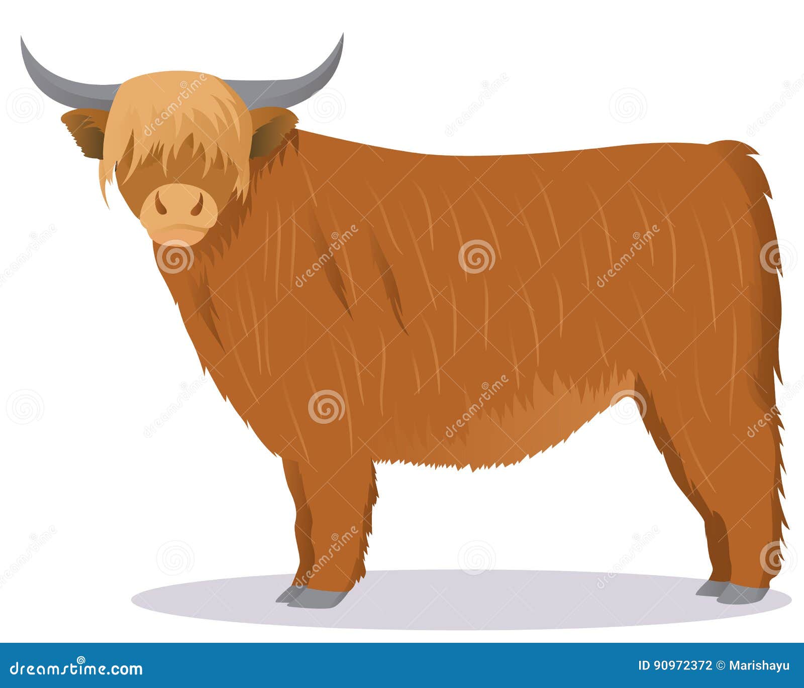 Highland Cattle Various Pose Set Vector Illustration | CartoonDealer ...