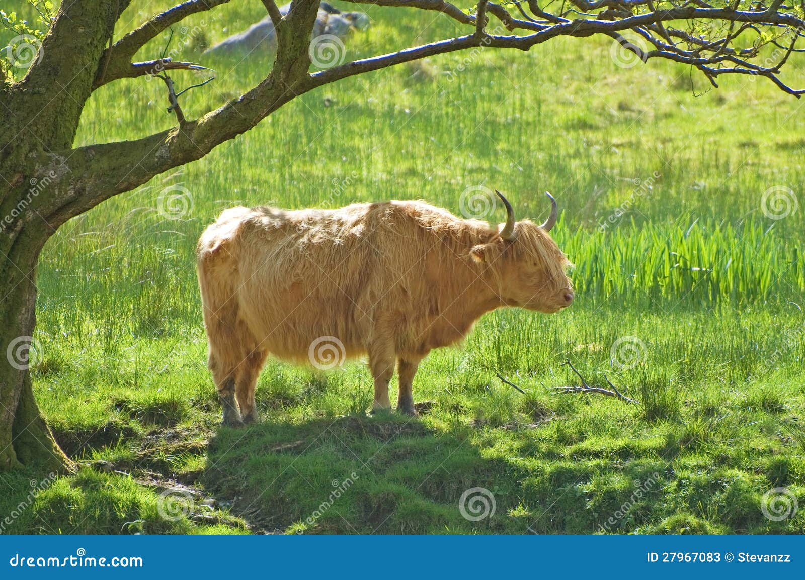 Highland Cattle or Cow Under a Tree. Scotland Stock Image - Image of ...
