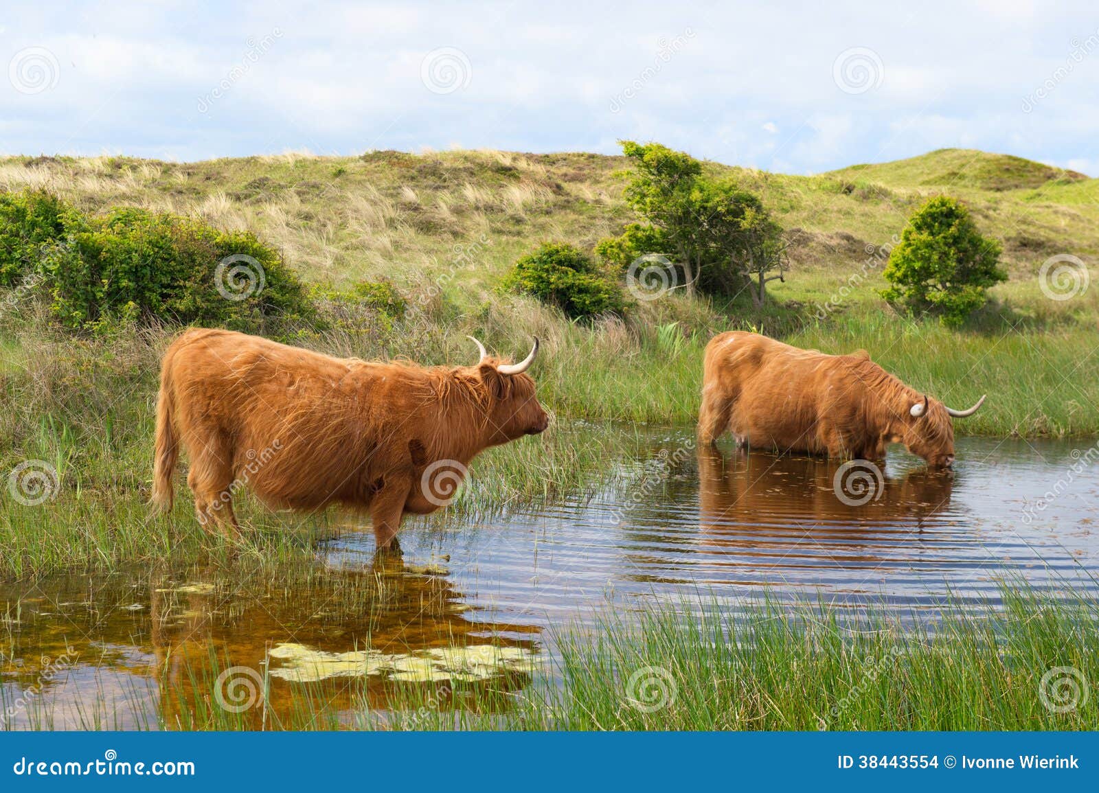 Highland Cattle Drinking Water Stock Photo - Image of cows, horspolders ...