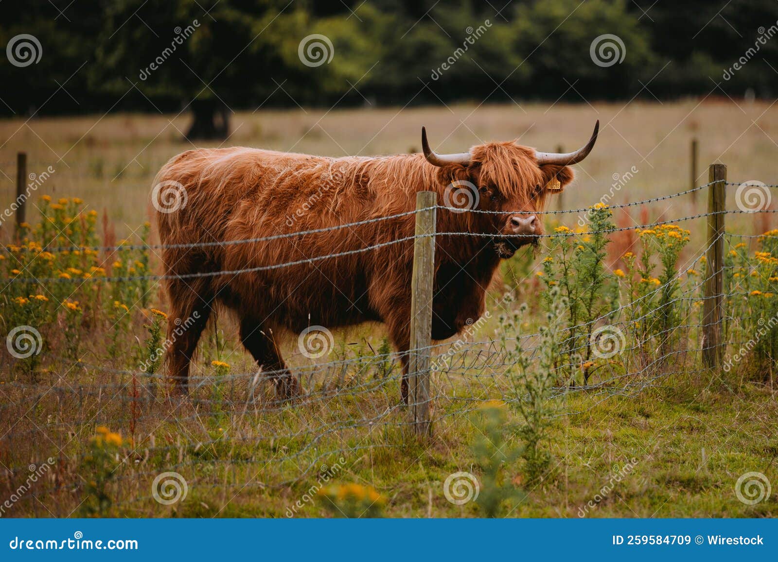 Highland cattle in a farm stock image. Image of natural - 259584709