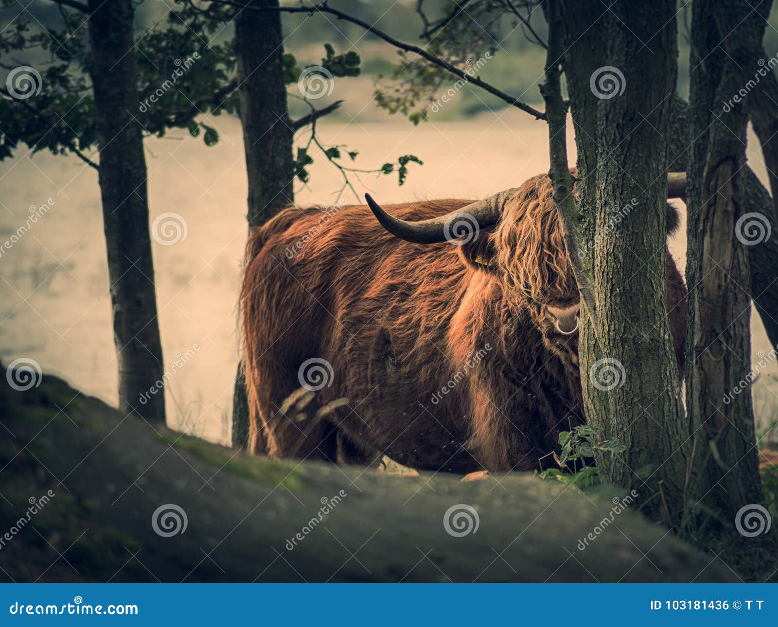 Highland cattle stock photo. Image of highland, head - 103181436
