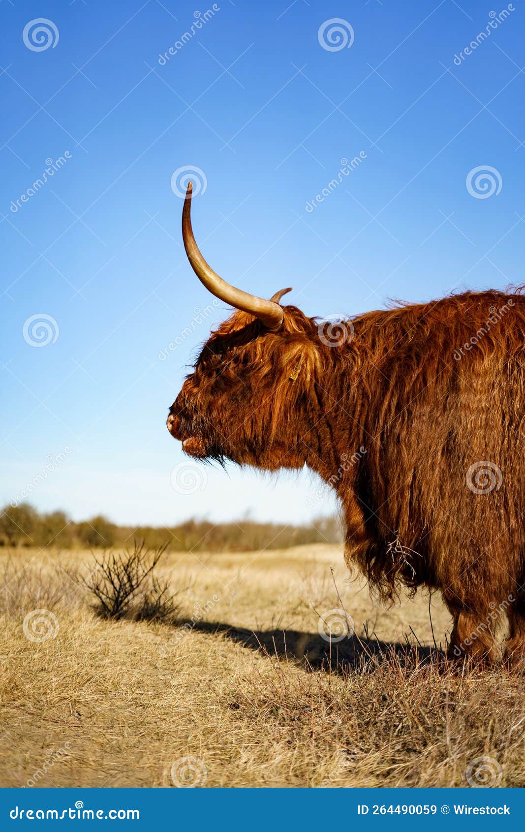 Highland Cattle on Grass Ground in the Park Stock Image - Image of ...