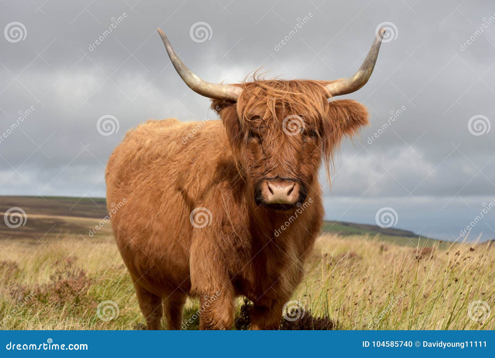 Highland Cattle Grazing on Exmoor, North Devon Stock Photo - Image of ...