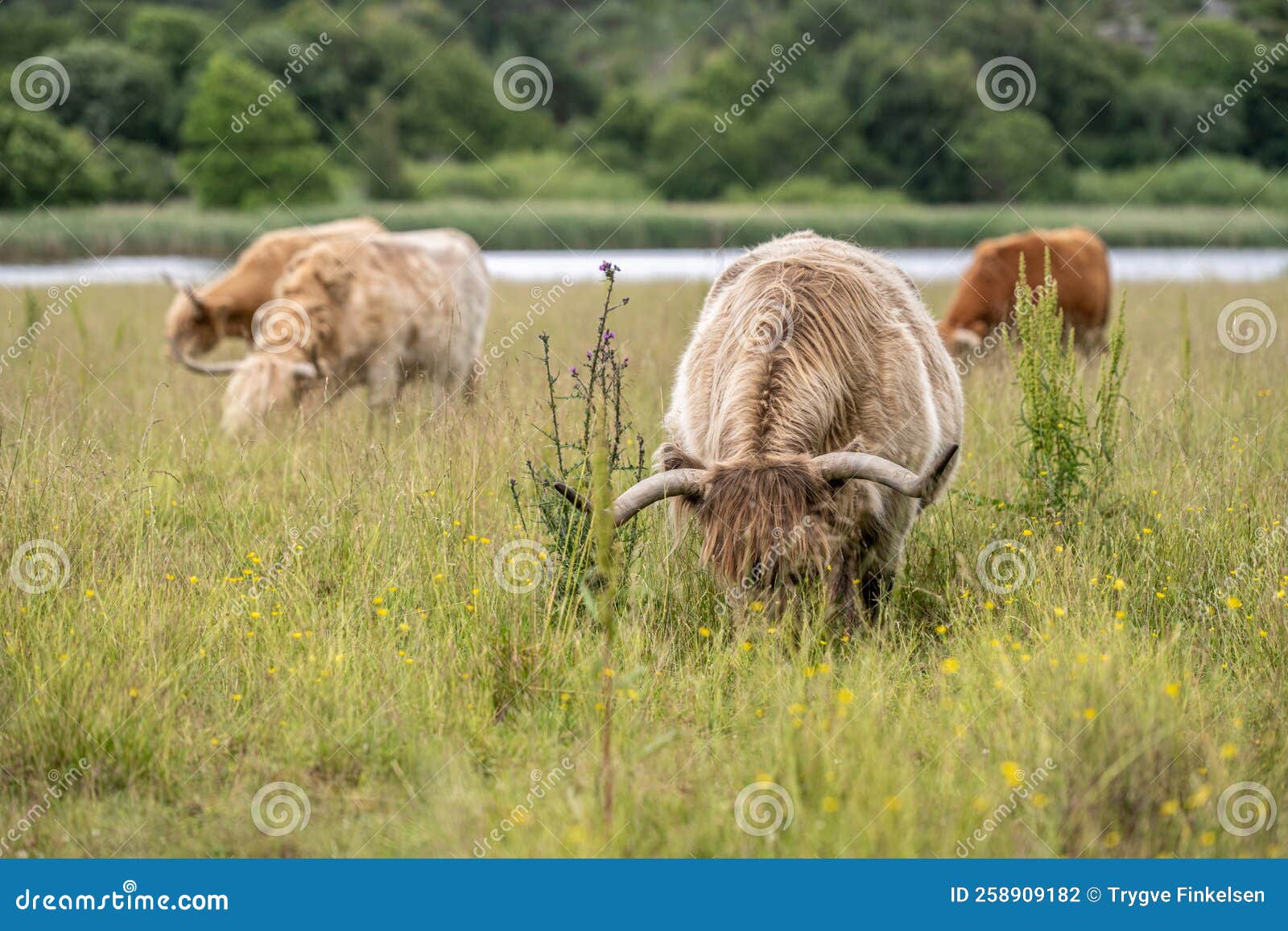 Highland Cattle Grazing on a Field.. Stock Photo - Image of landscapes ...