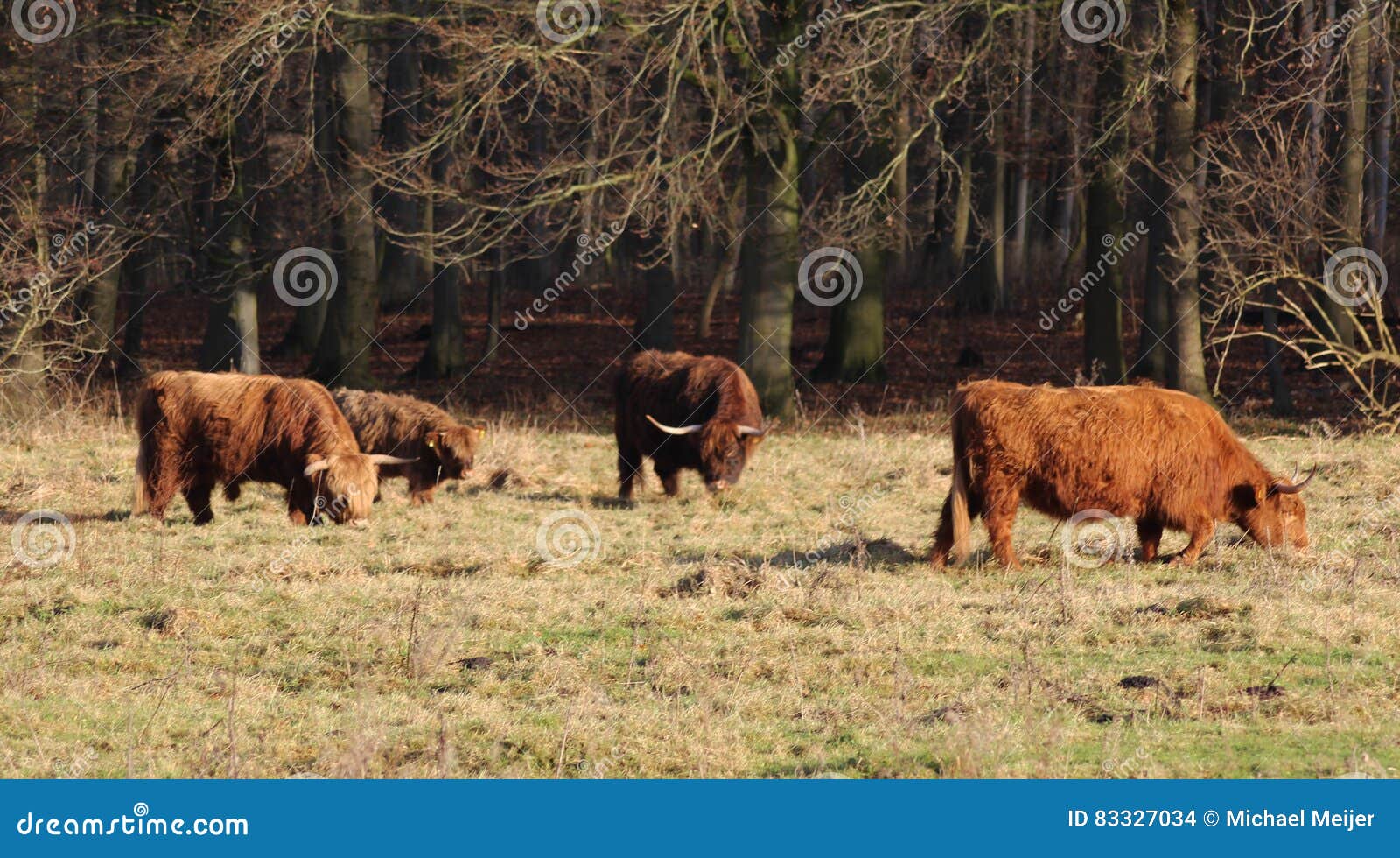 Highland cattle herd stock photo. Image of hoofed, landscape - 83327034