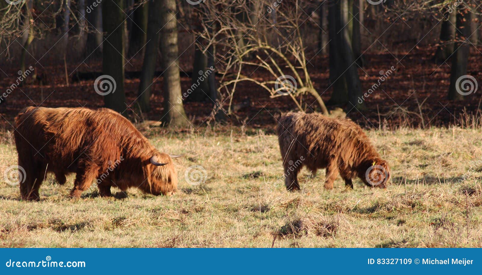 Highland cattle herd stock image. Image of mammal, milk - 83327109