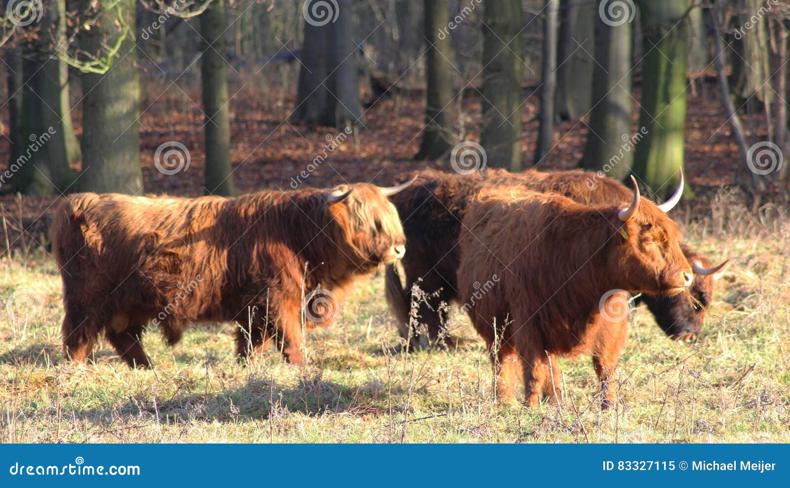 Highland cattle herd stock image. Image of calf, grazing - 83327115