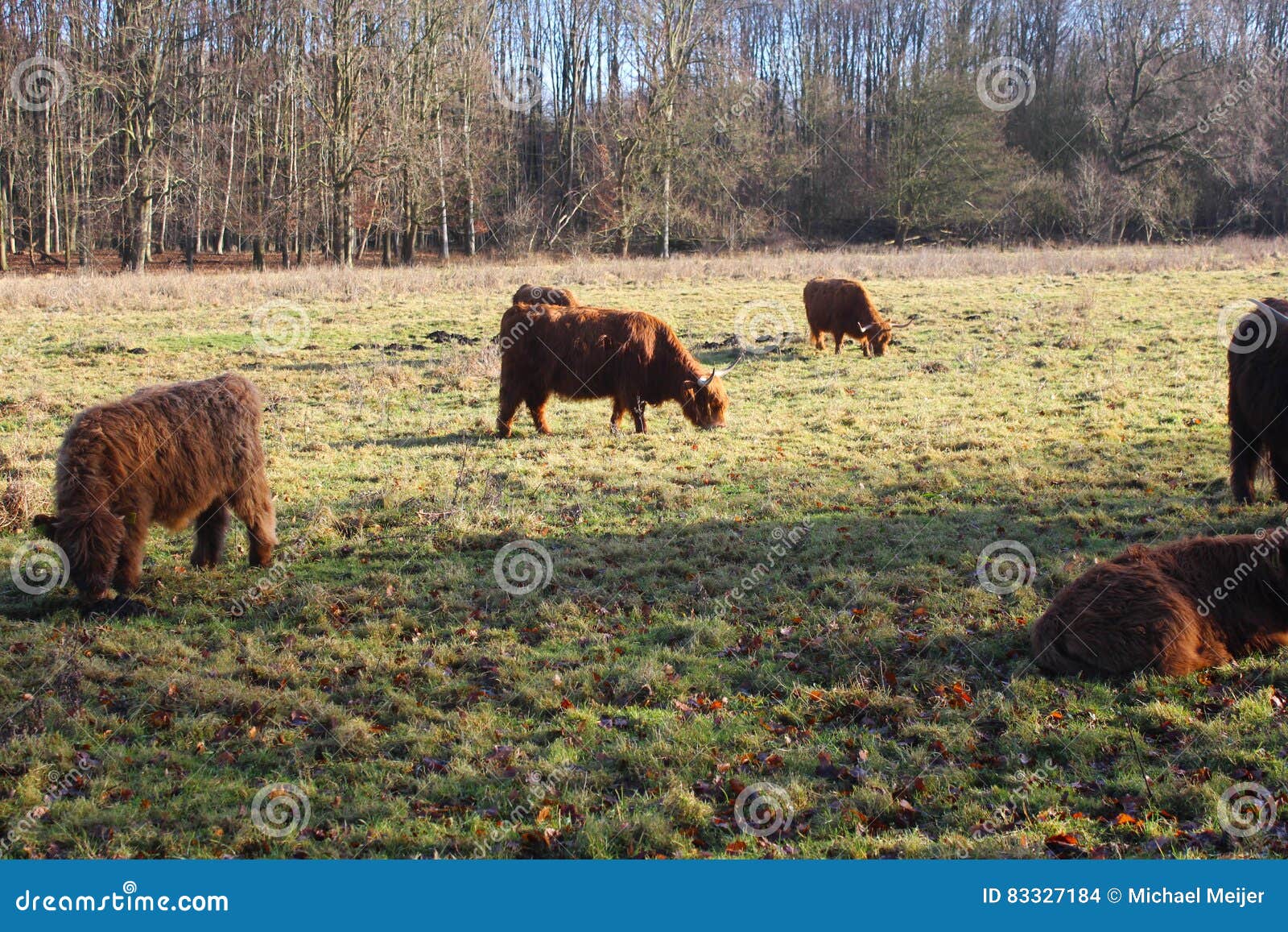 Highland cattle herd stock photo. Image of livestock - 83327184