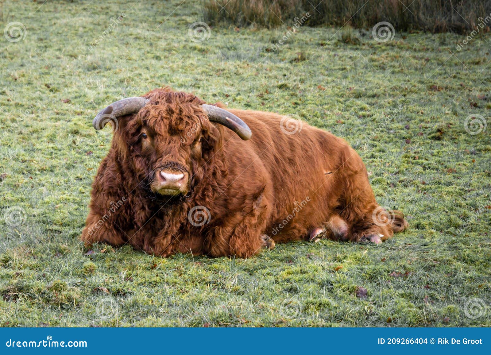 Highland Cattle at Hikerveld, the Netherland Stock Photo - Image of ...