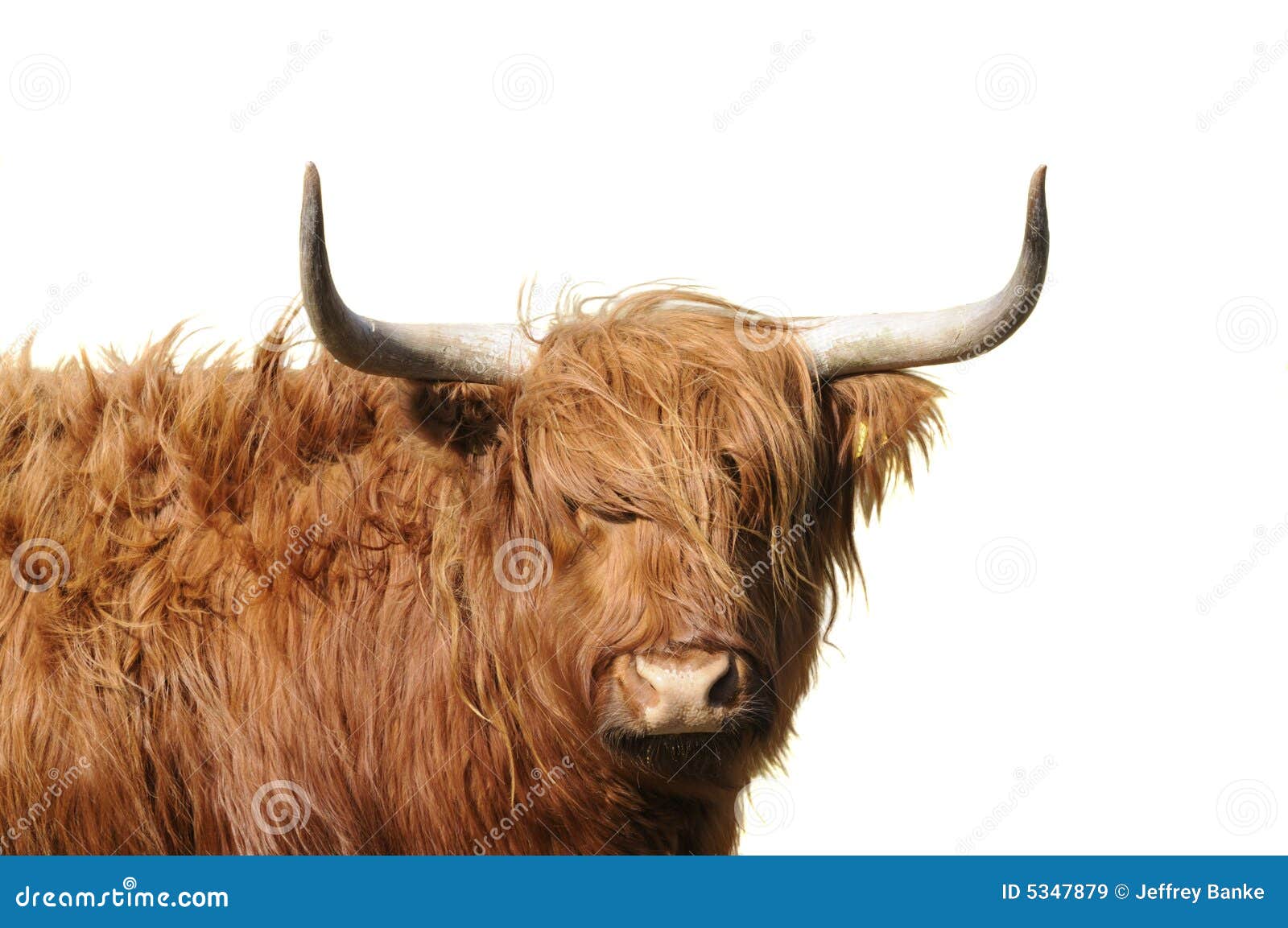 Highland cattle isolated stock image. Image of bidae, mammal - 5347879