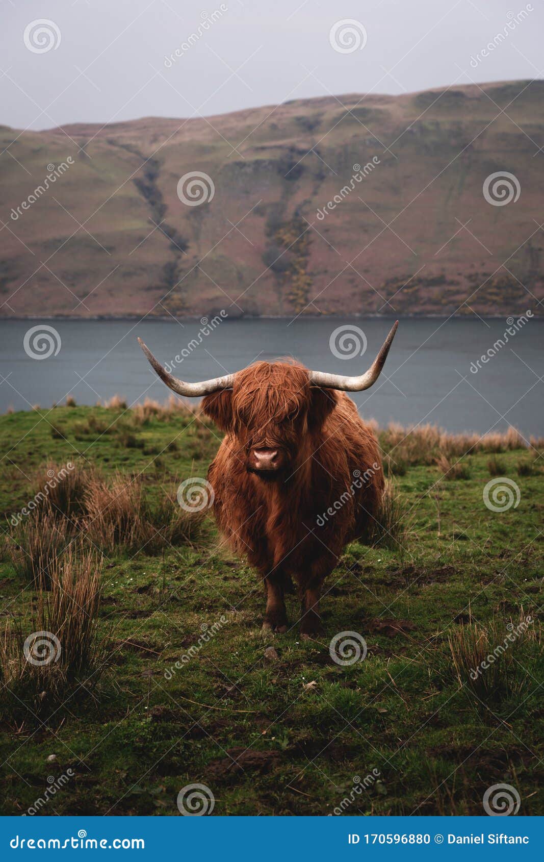 Highland Cattle in Moody Scotland Stock Photo - Image of emotion ...