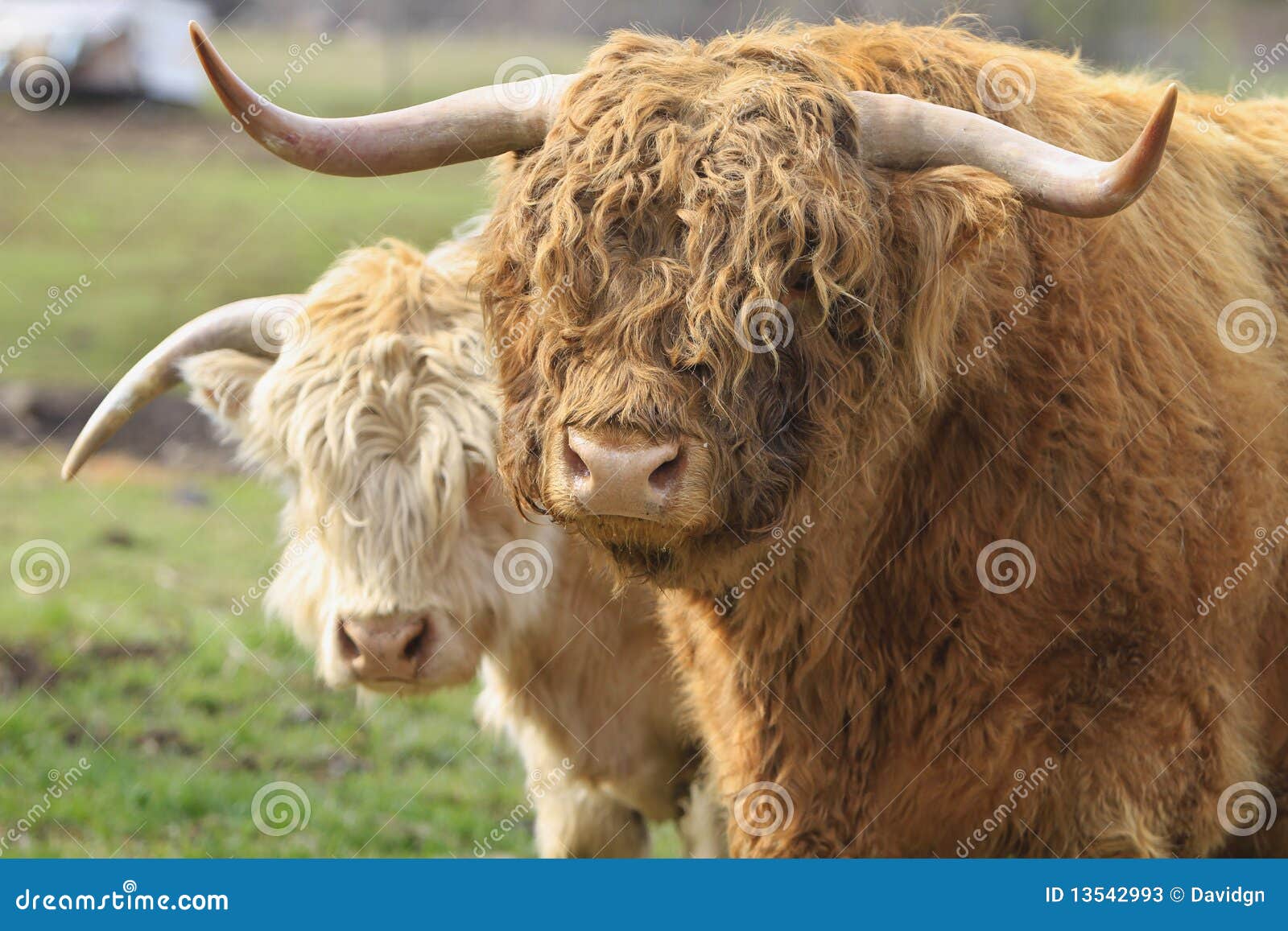 Highland Cattle Pair stock image. Image of highland, animals - 13542993