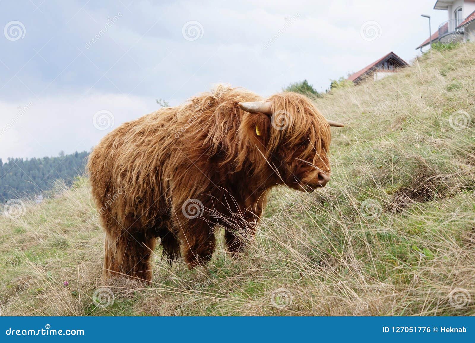 Highland Cattle in the Pasture Stock Photo - Image of cattle, forest ...