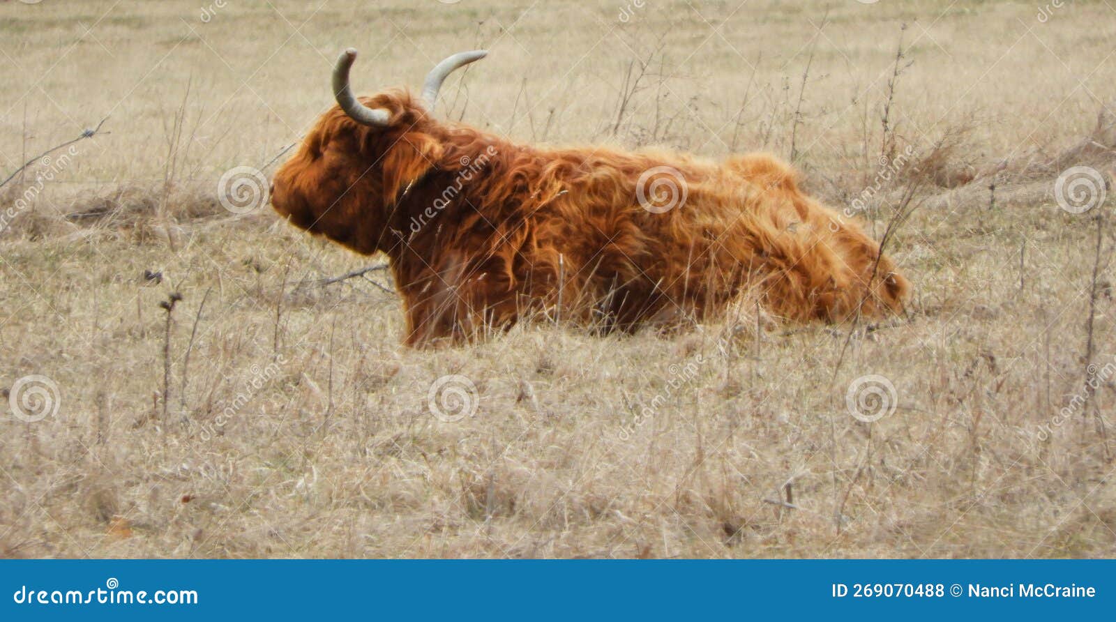Highland Cattle Red Coo Resting in Fingerlakes Field Stock Photo ...