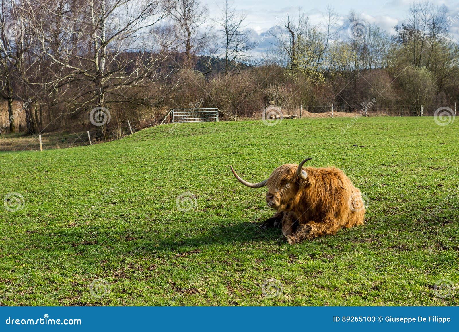 Highland Cattle Resting in the Spring Sun Stock Image - Image of ...