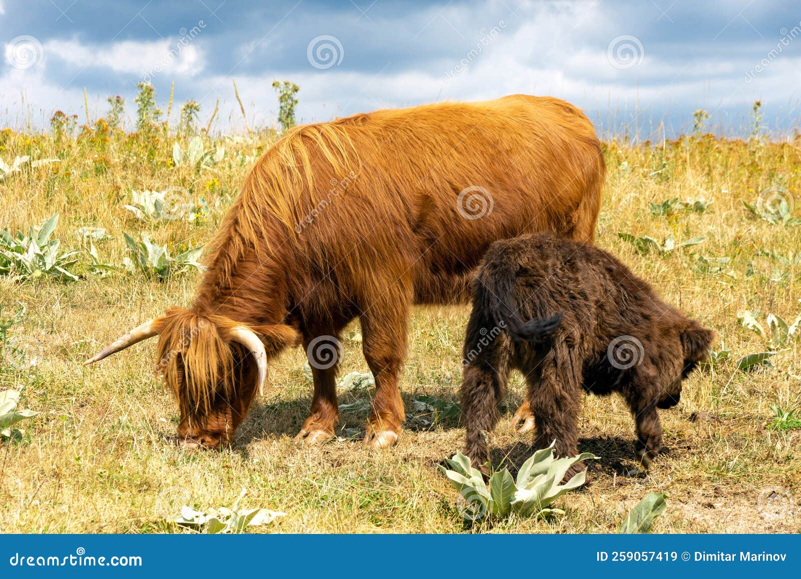 Highland cattle stock image. Image of farm, highland - 259057419