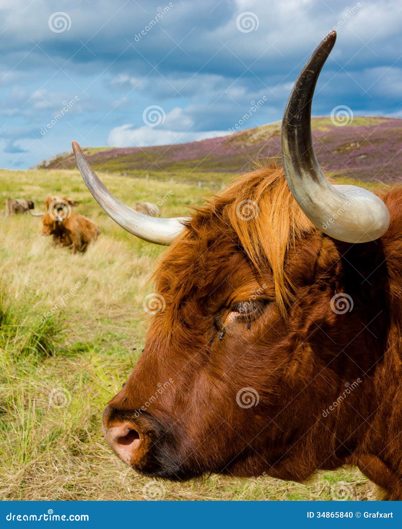 Highland Cattle on Scottish Pasture Stock Photo - Image of domestic ...