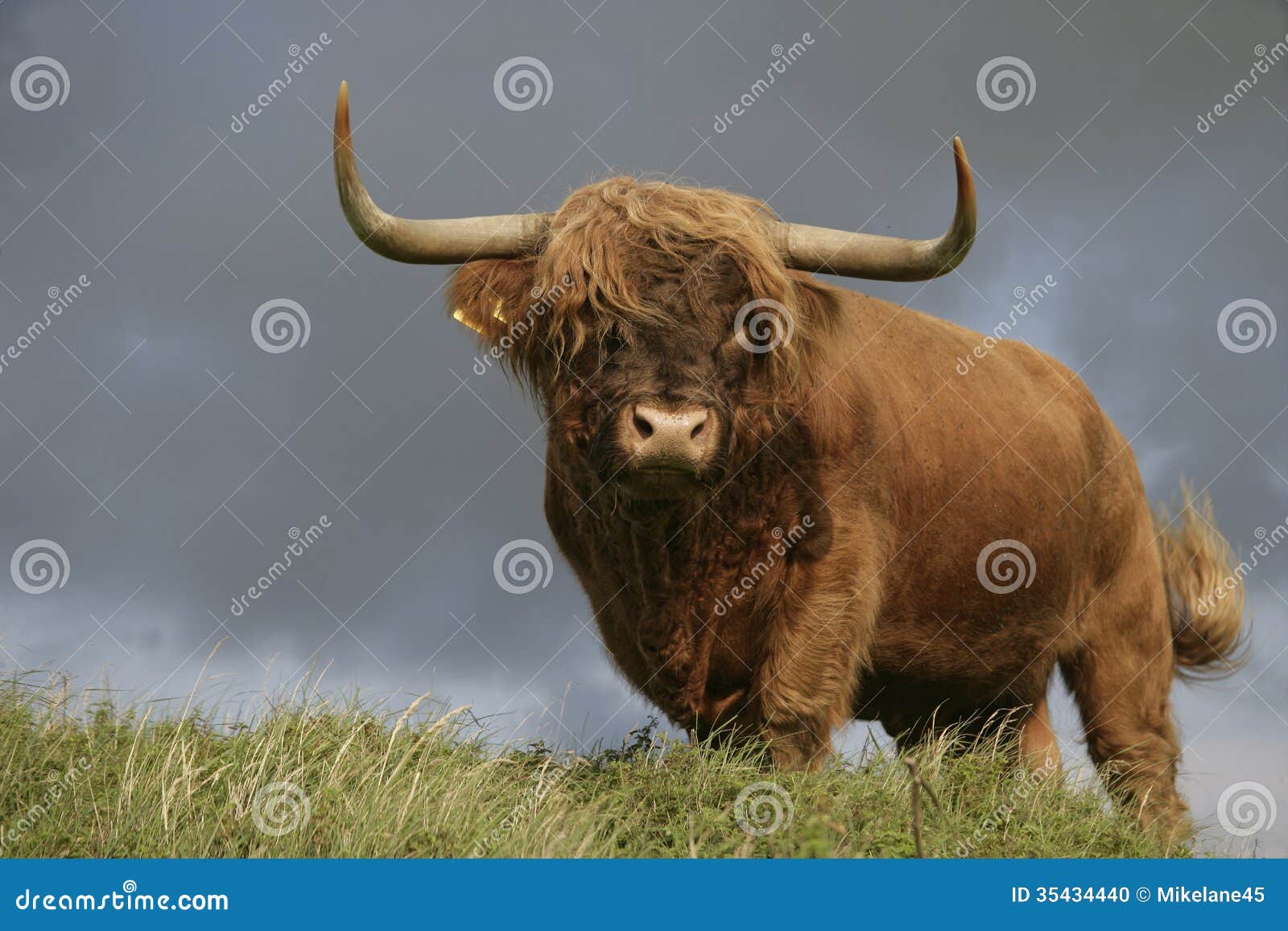 Highland cattle stock photo. Image of bison, cattle, bull - 35434440
