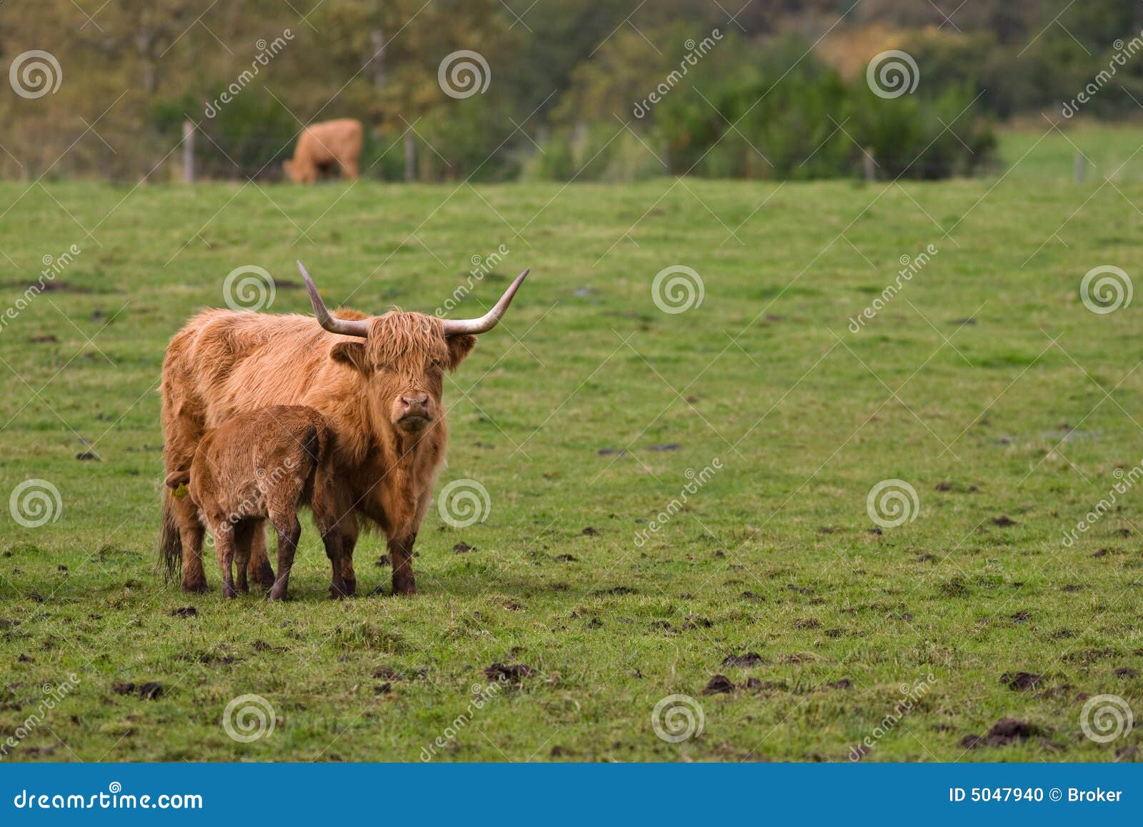 Highland cattles stock photo. Image of beef, highland - 5047940