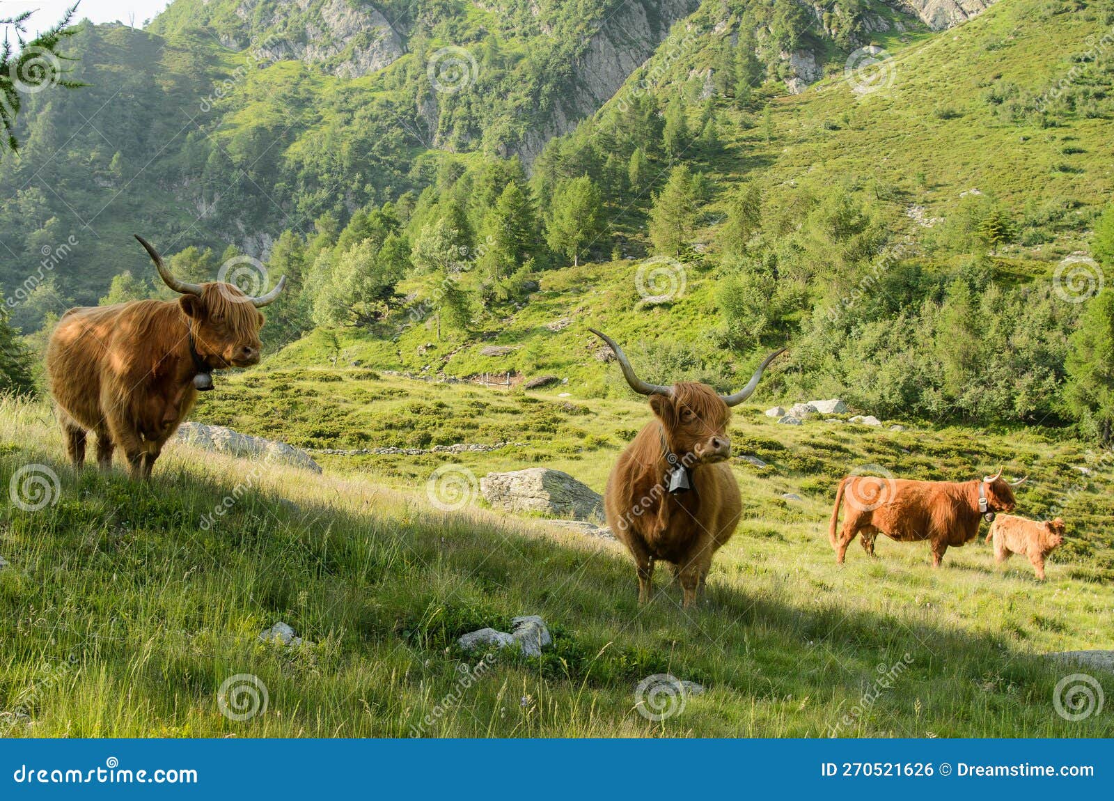 Highland cattles stock photo. Image of heilan, wooly - 270521626