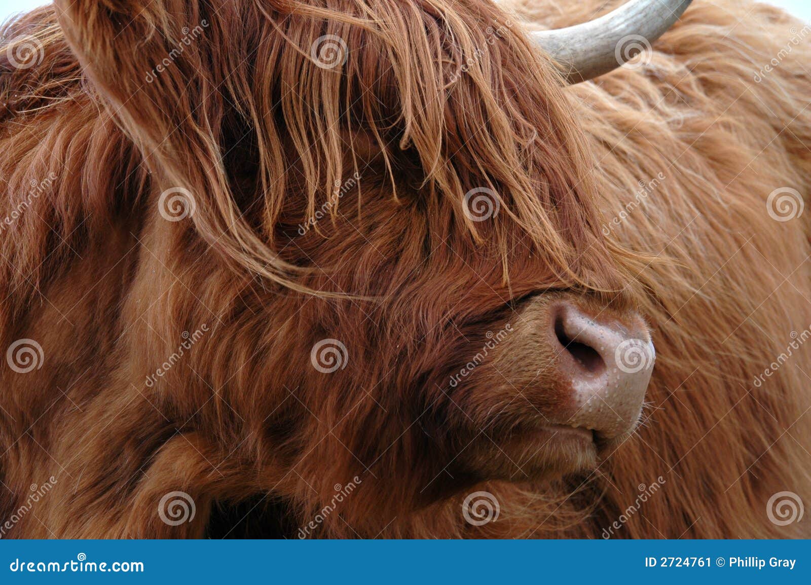 967 Highland Buffalo Stock Photos - Free & Royalty-Free Stock Photos ...