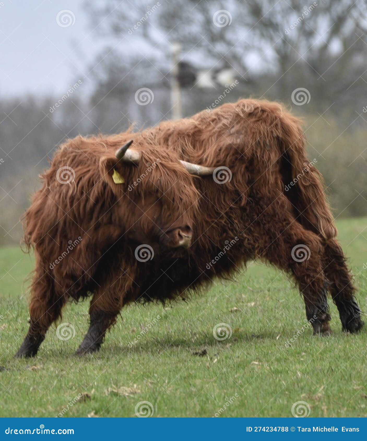 Highland cow stock photo. Image of adorable, nature - 274234788