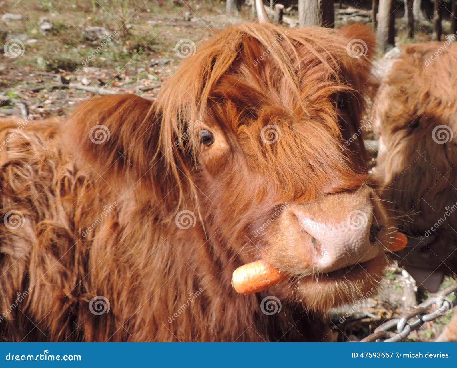 Highland Cow with carrot stock image. Image of agriculture - 47593667