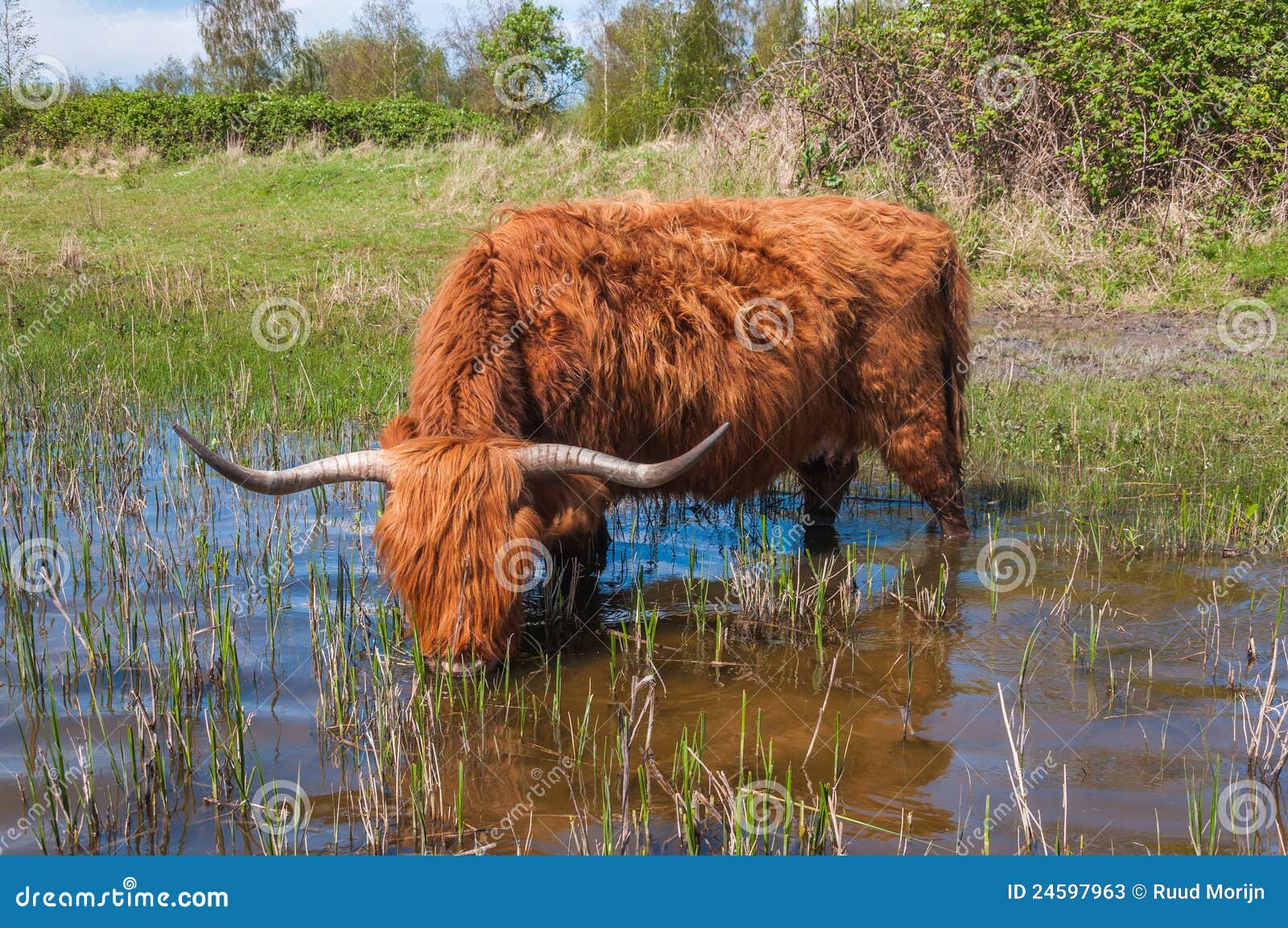 Highland Cow Drinking Water Stock Image - Image of landscape, natural ...