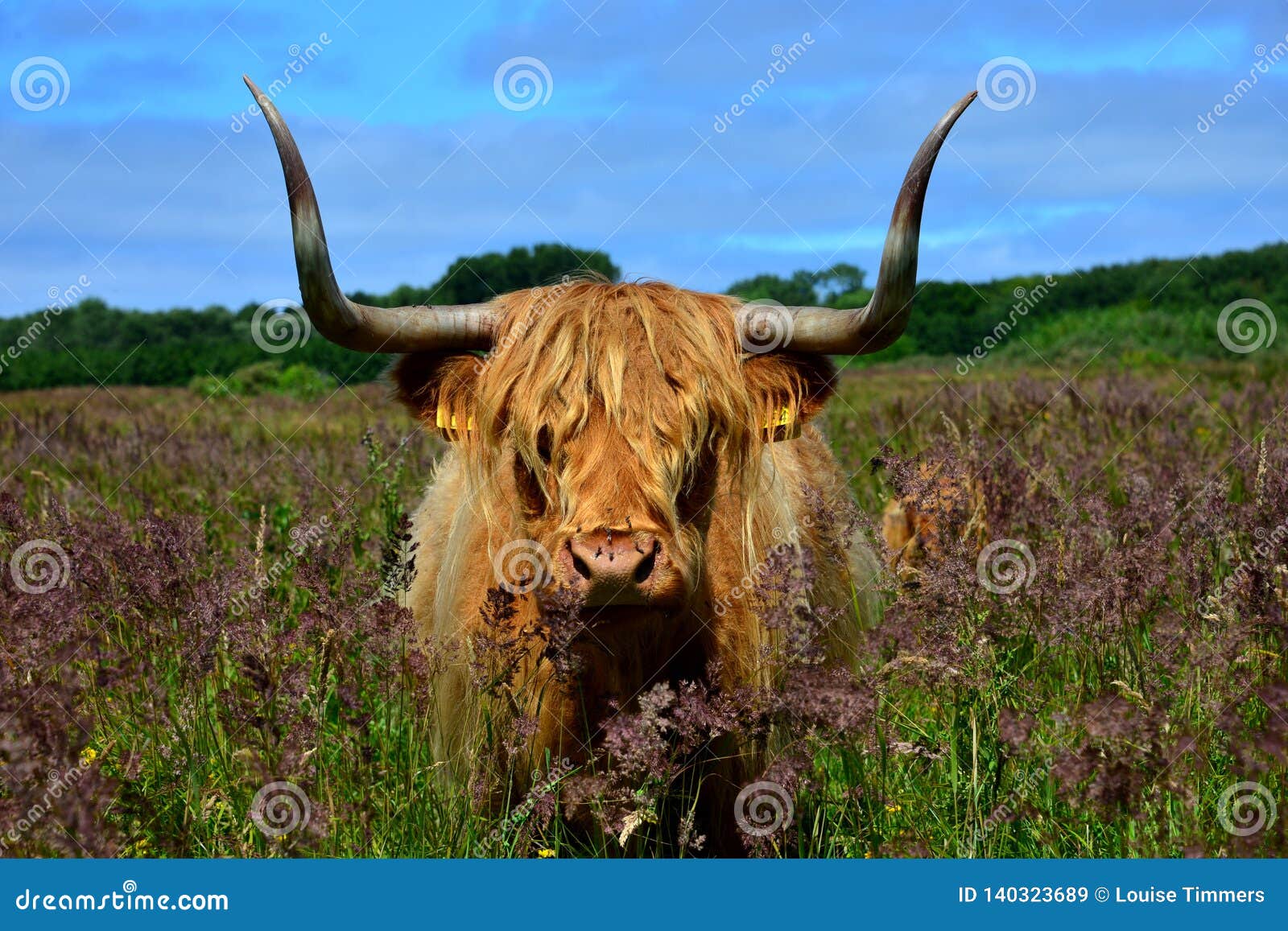 Highland Cow in Dutch Nature Stock Image - Image of dutch, hooglander ...