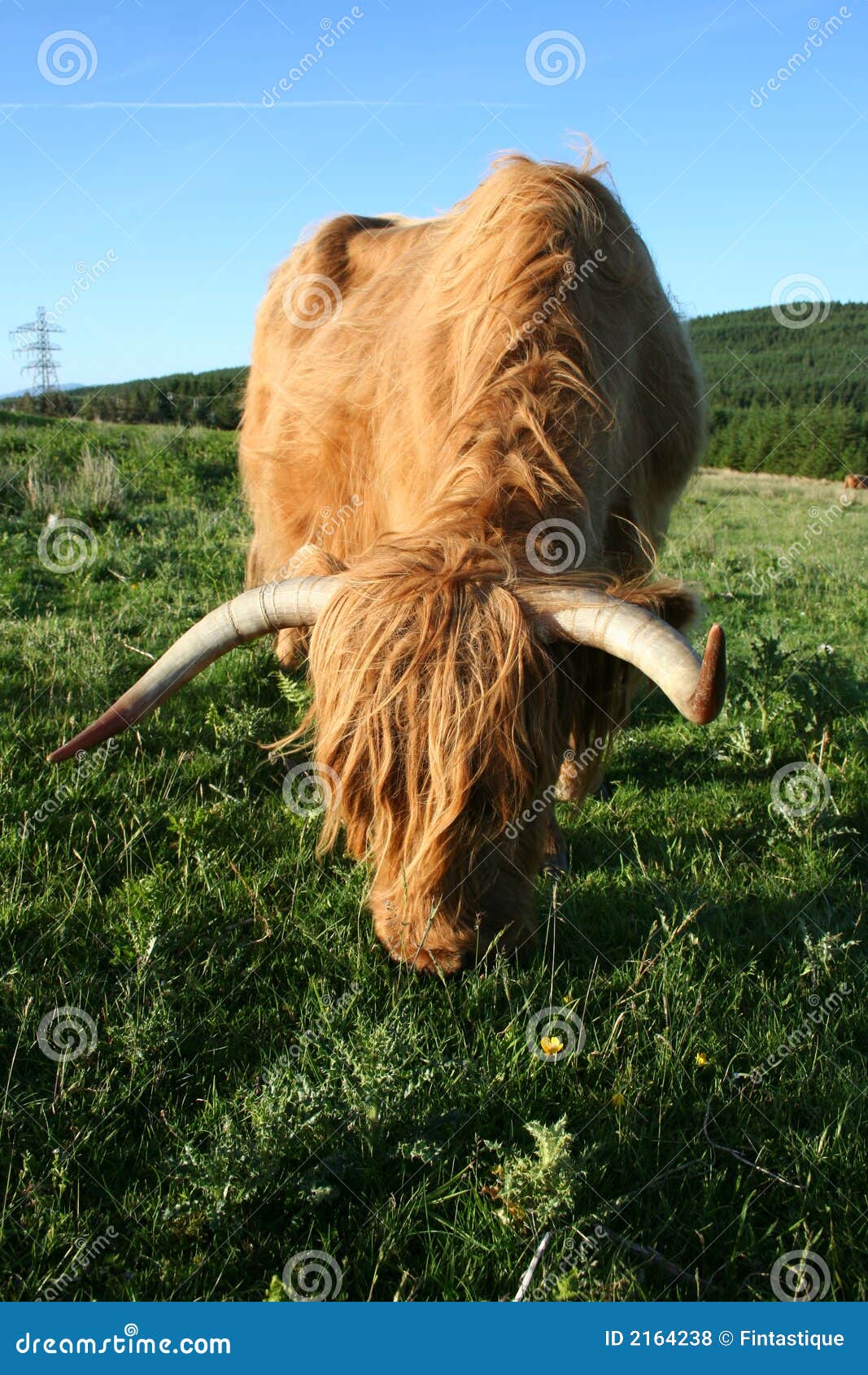 Highland cow feeding stock photo. Image of grazing, field - 2164238
