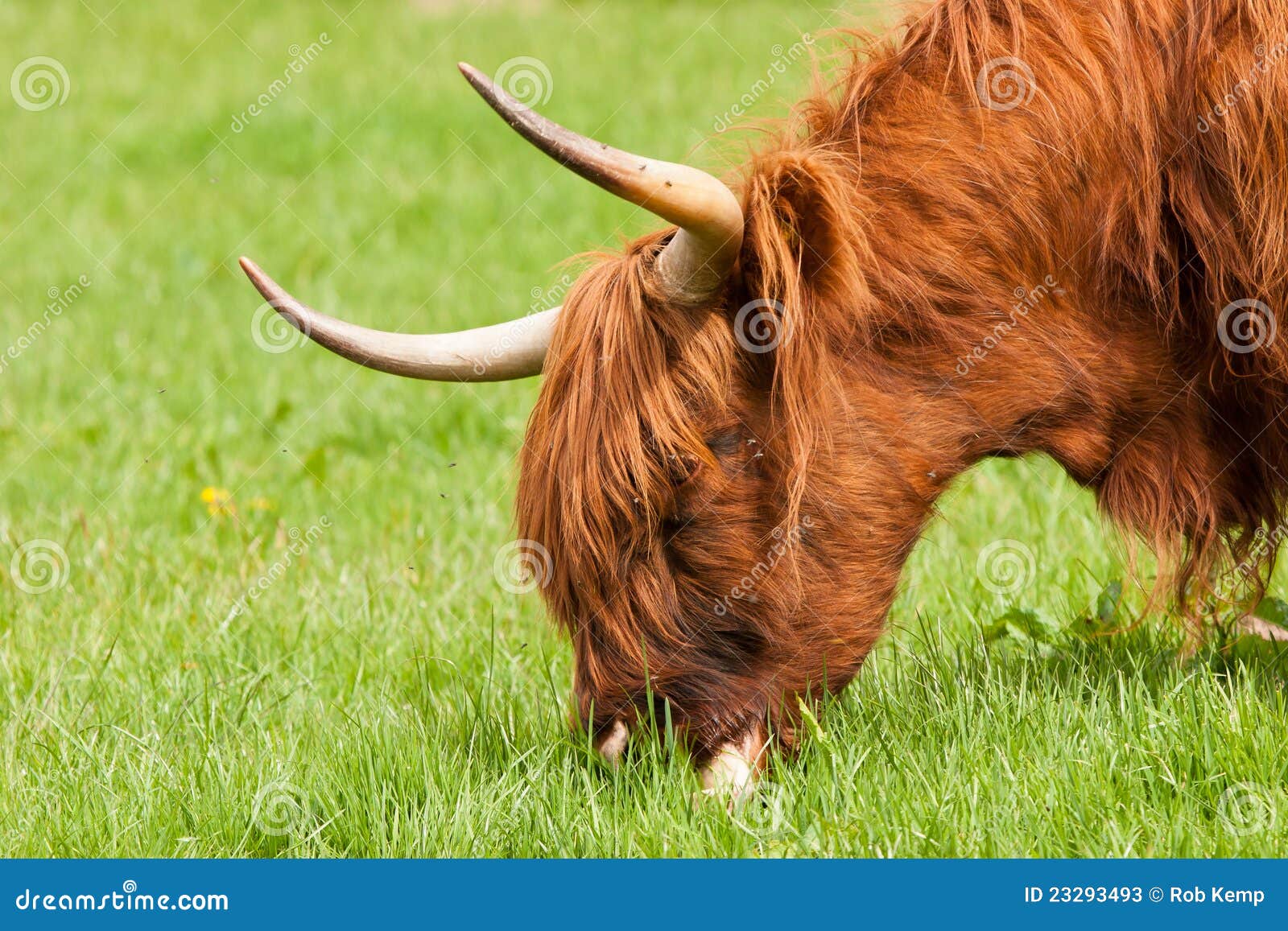 Highland Cow Grazing Close Up of Head Stock Image - Image of highland ...