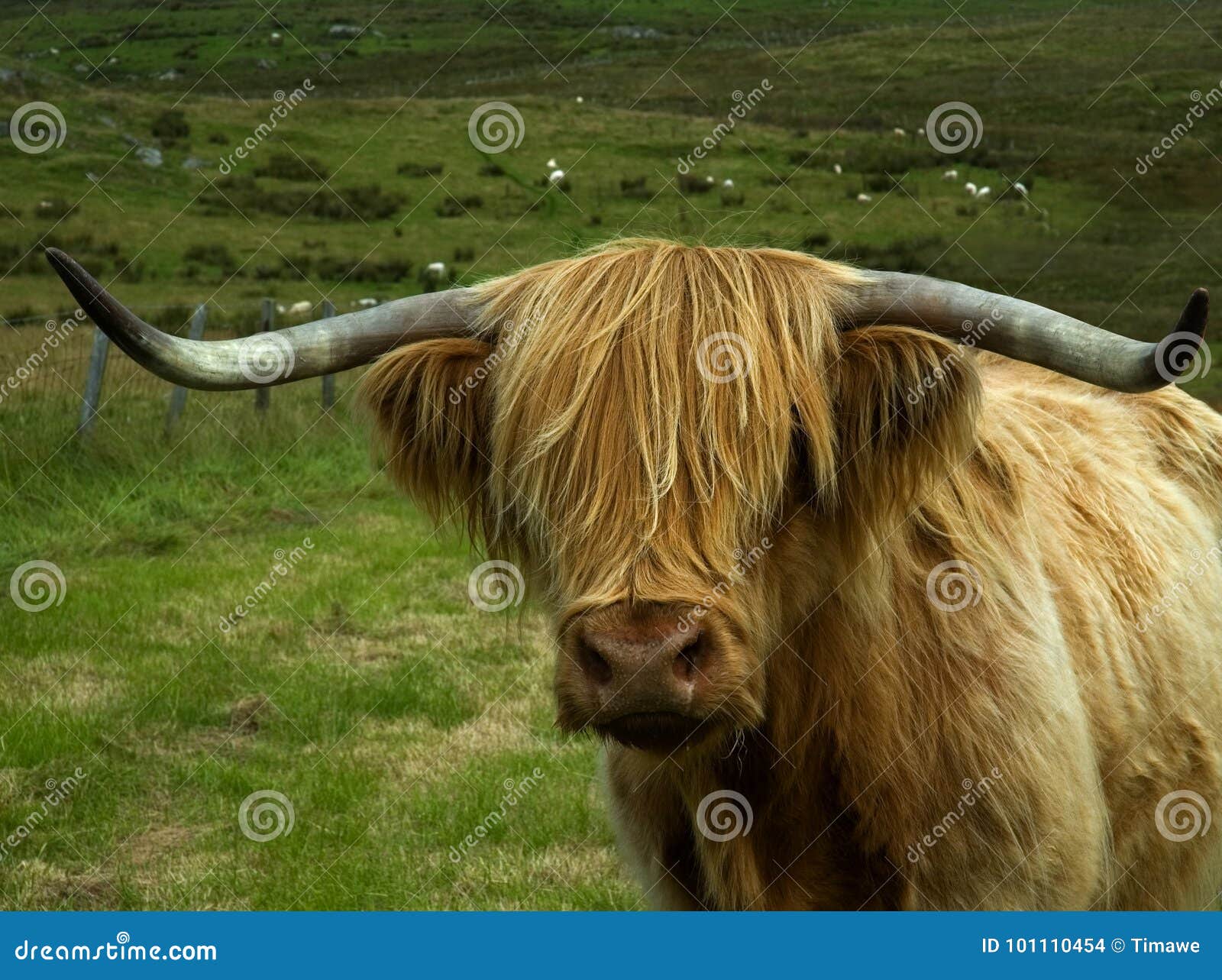 Highland Cow Head stock photo. Image of highland, close - 101110454
