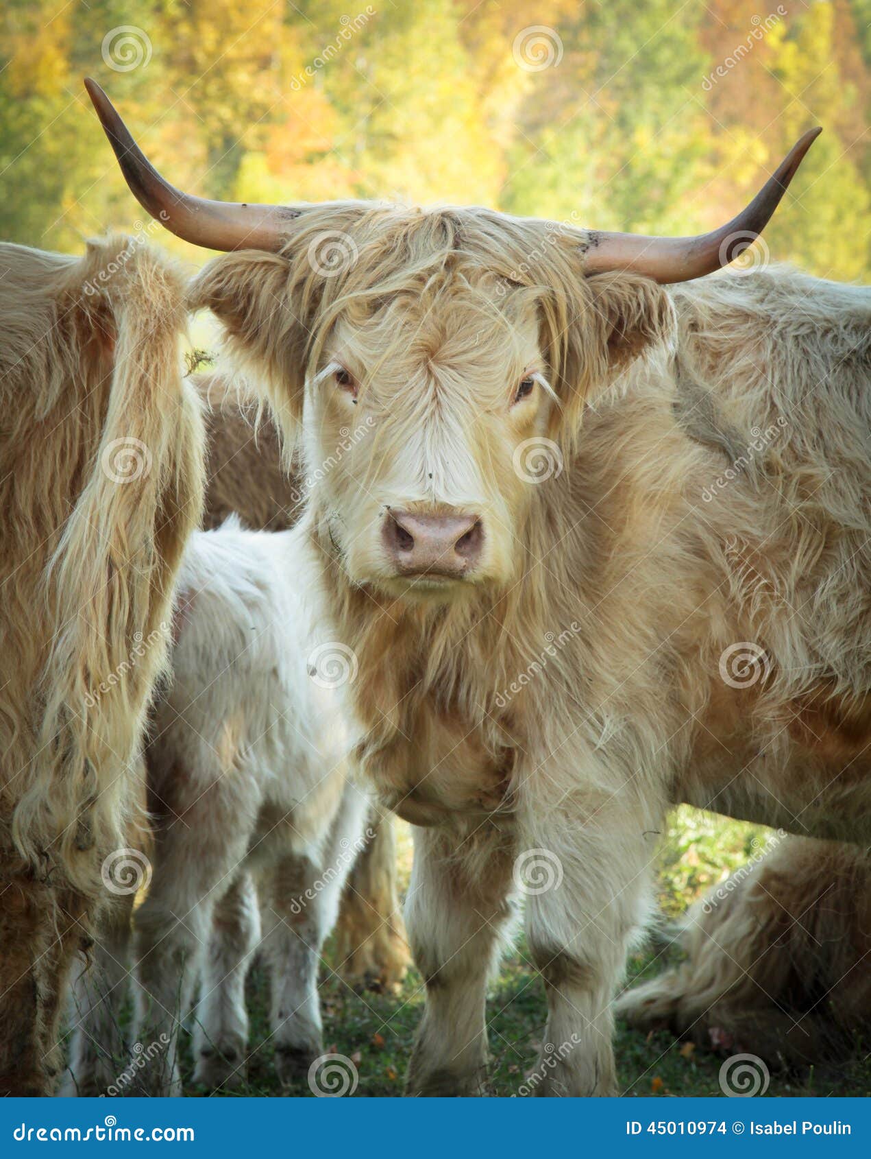 Highland cow stock photo. Image of pasture, horns, animal - 45010974