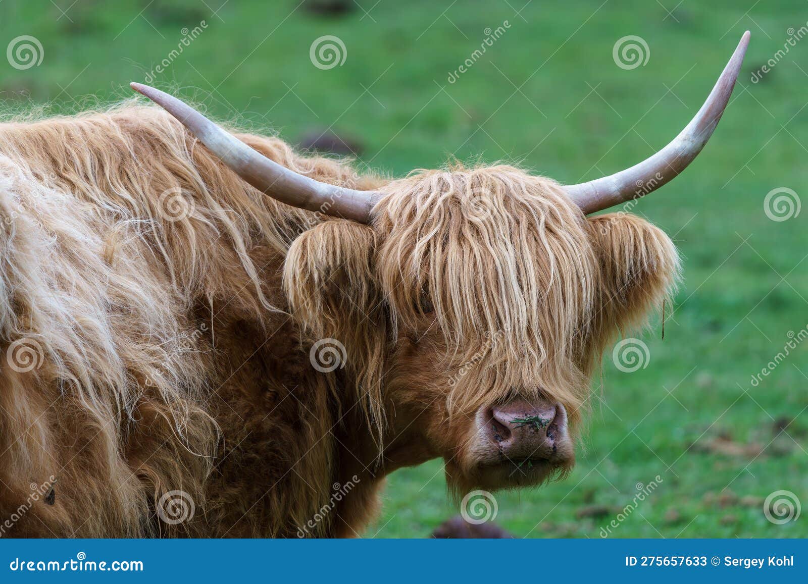 The Highland cow stock image. Image of cattle, scottish - 275657633