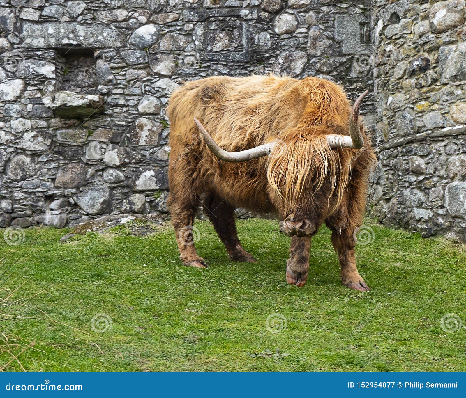 Highland Cow Striking a Pose Stock Image - Image of lead, face: 152954077