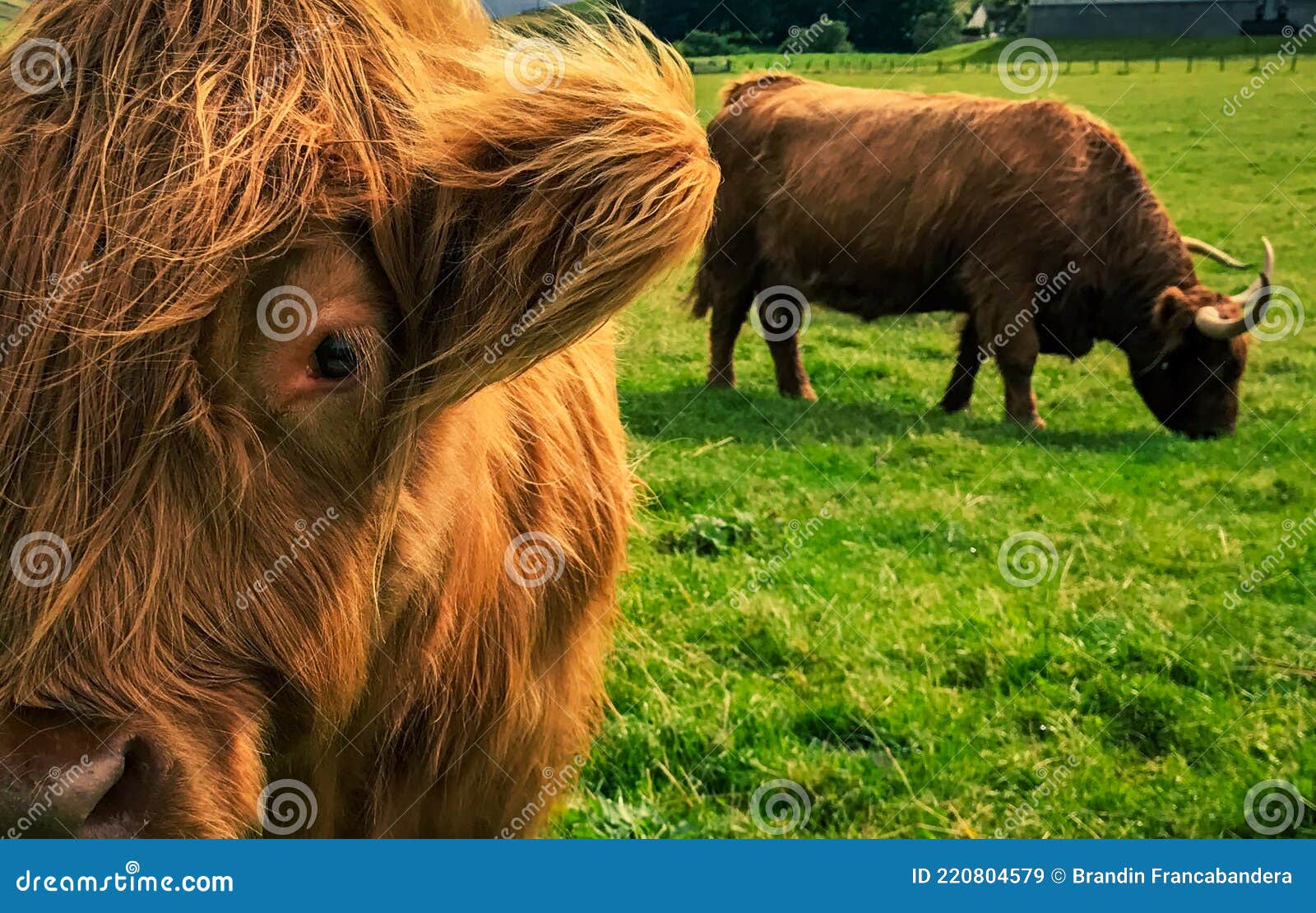 A Highland Cow in the Summer Sun Stock Image - Image of farm, heilancoo ...