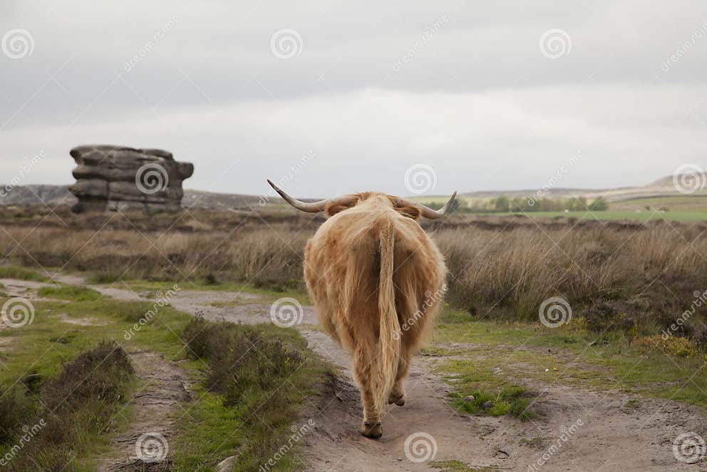 Highland Cow stock photo. Image of animal, district, peak - 54757796
