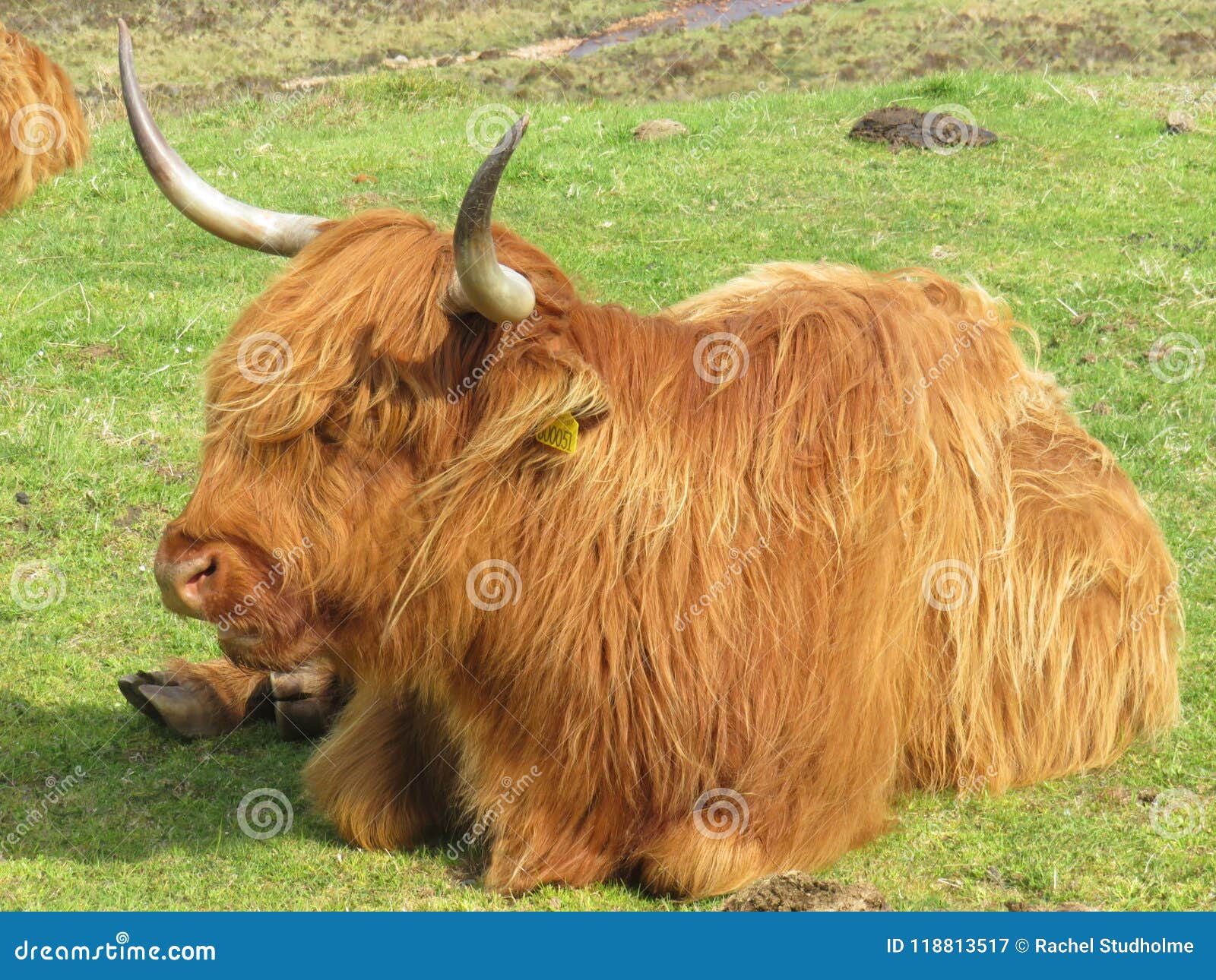 Cows stock image. Image of highlands, highland, coos - 118813517