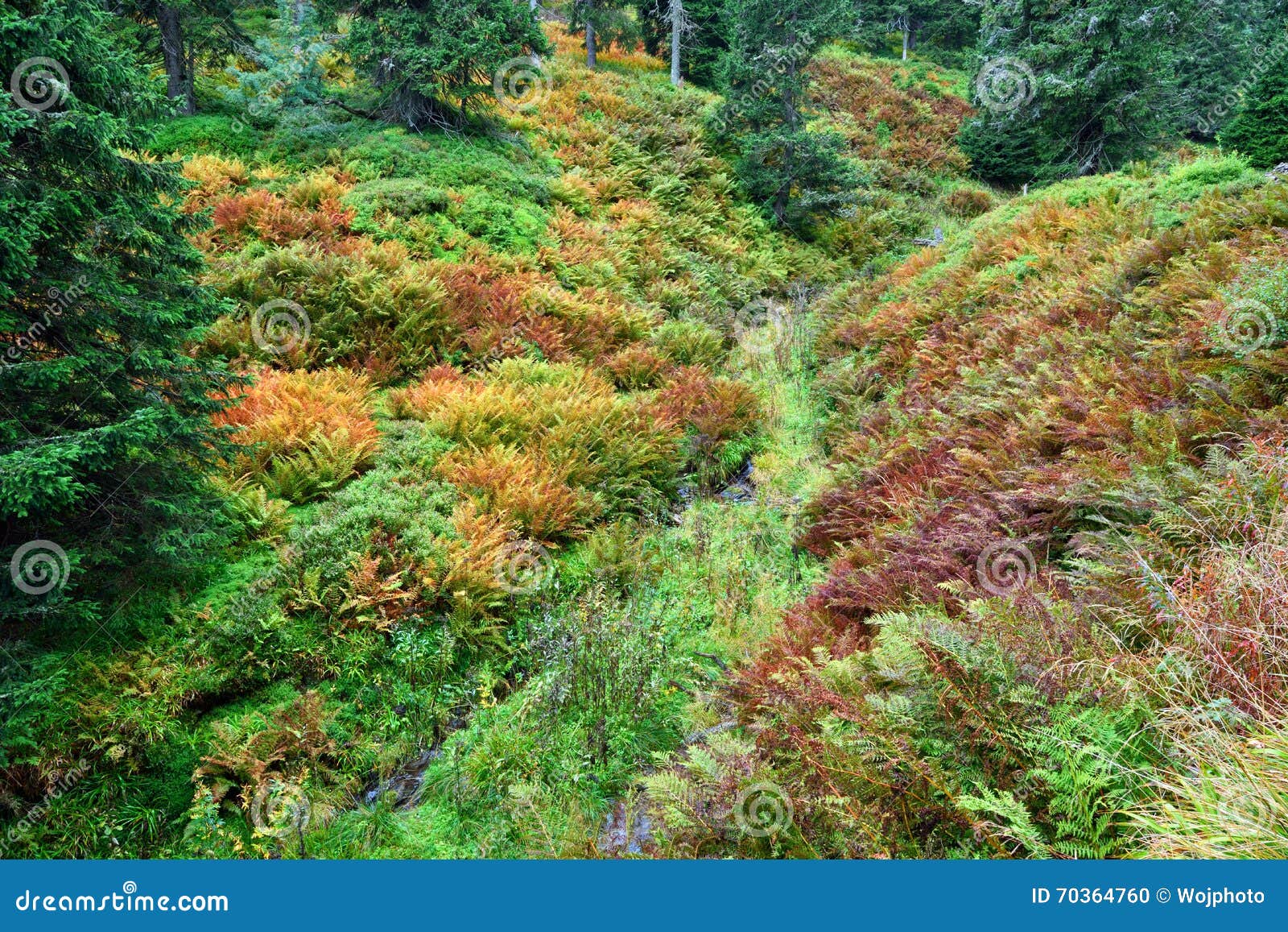 Highland Dale with Fern Vegetation Stock Photo - Image of growth ...
