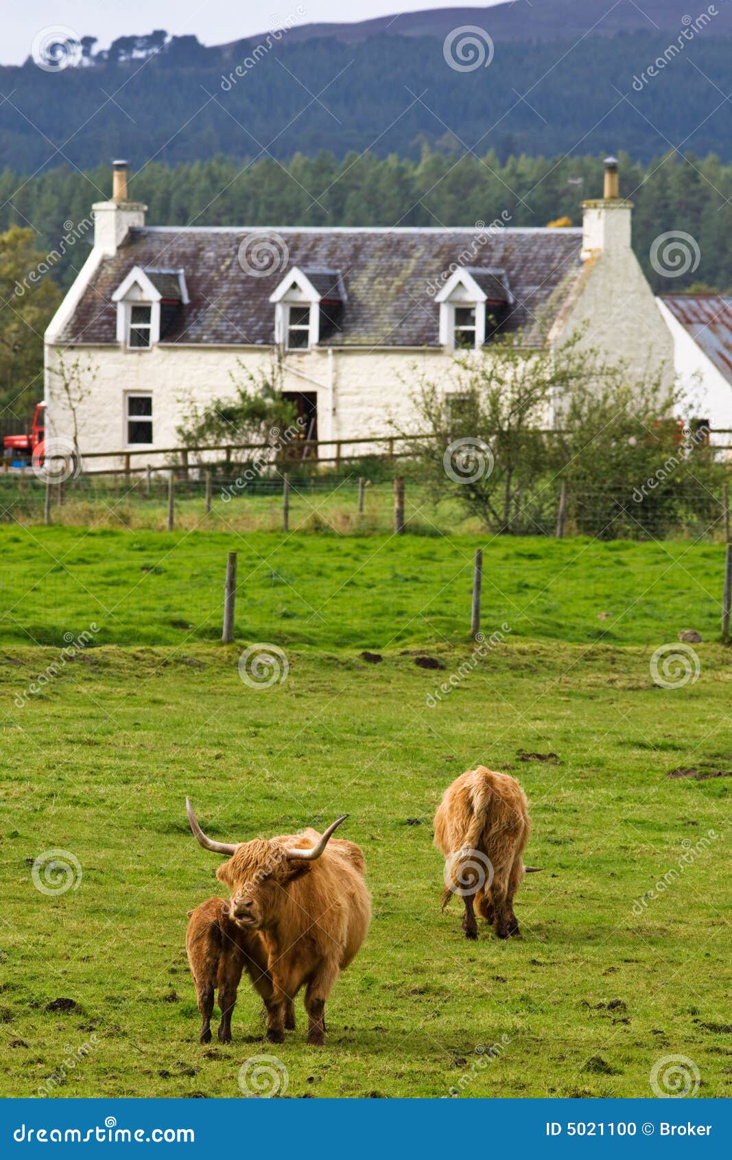 Highland farm stock photo. Image of countryside, brown - 5021100
