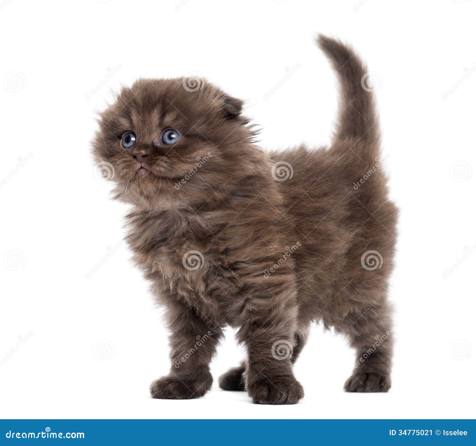 Highland Fold Kitten Standing, Looking Upwards, Isolated Stock Image ...