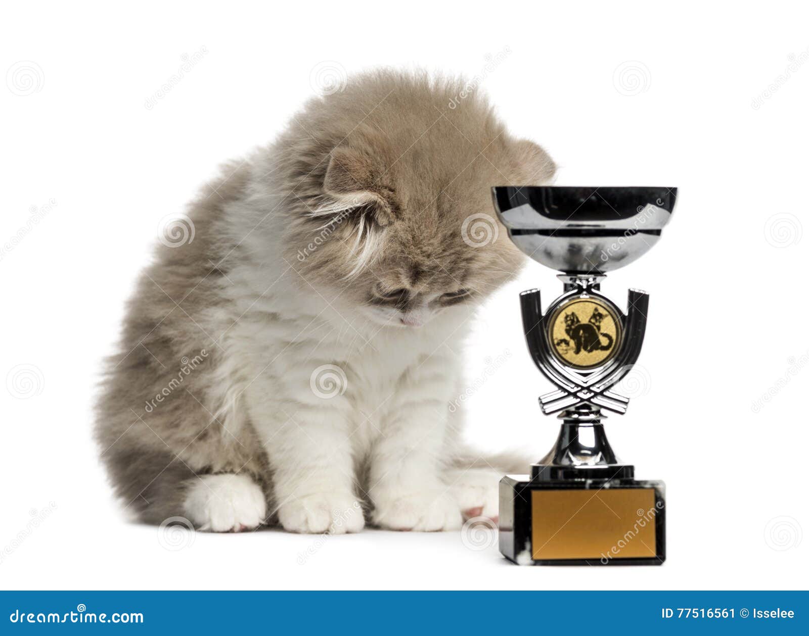 Highland Fold Kitten With Trophy Looking Down Isolated On White Royalty ...