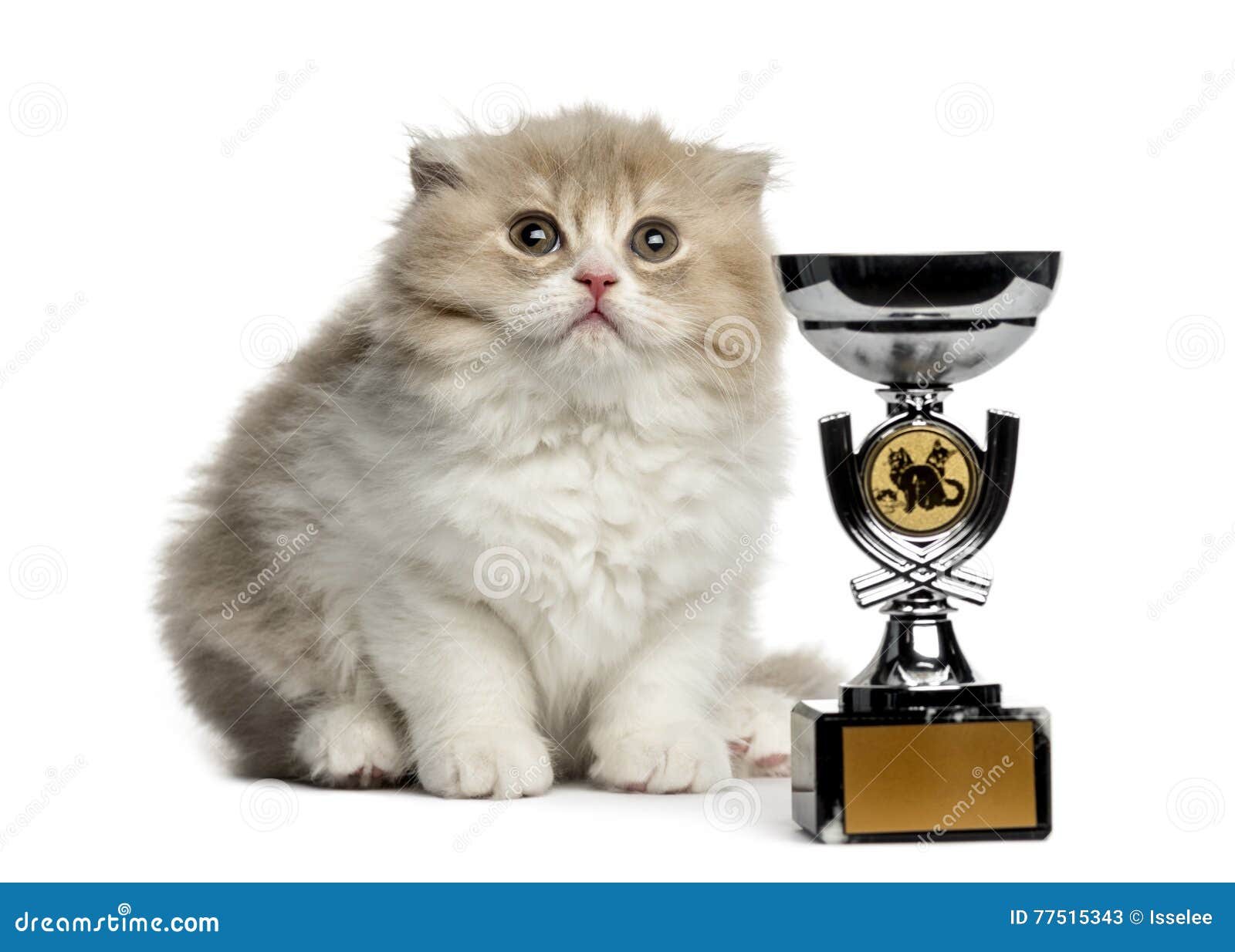Highland Fold Kitten With Trophy Looking Up Isolated On White Royalty ...