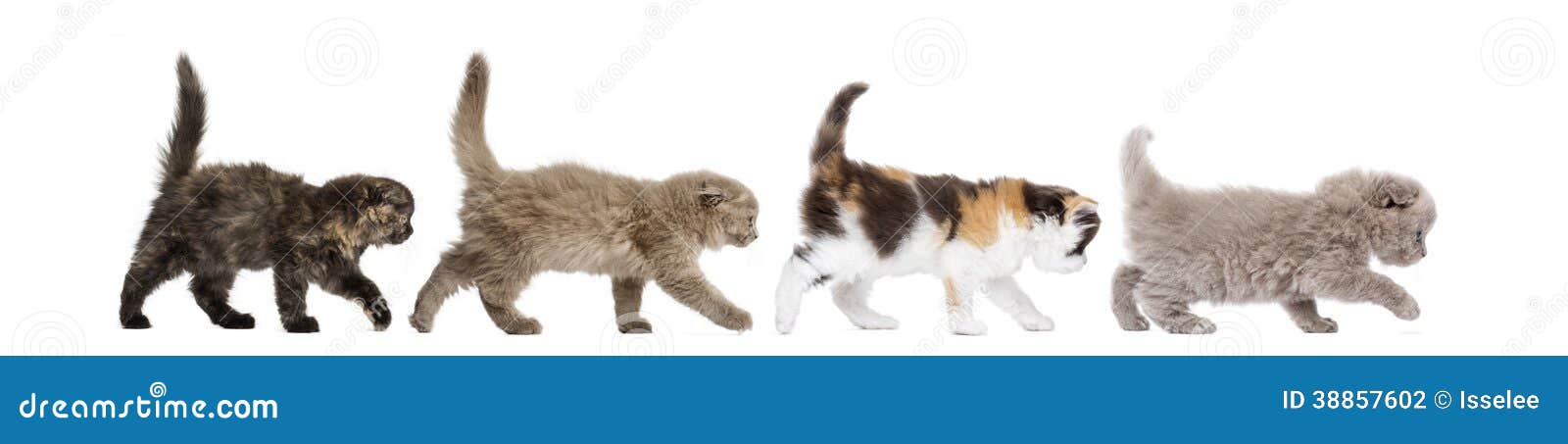 Kittens In A Line Royalty-Free Stock Photo | CartoonDealer.com #55934535