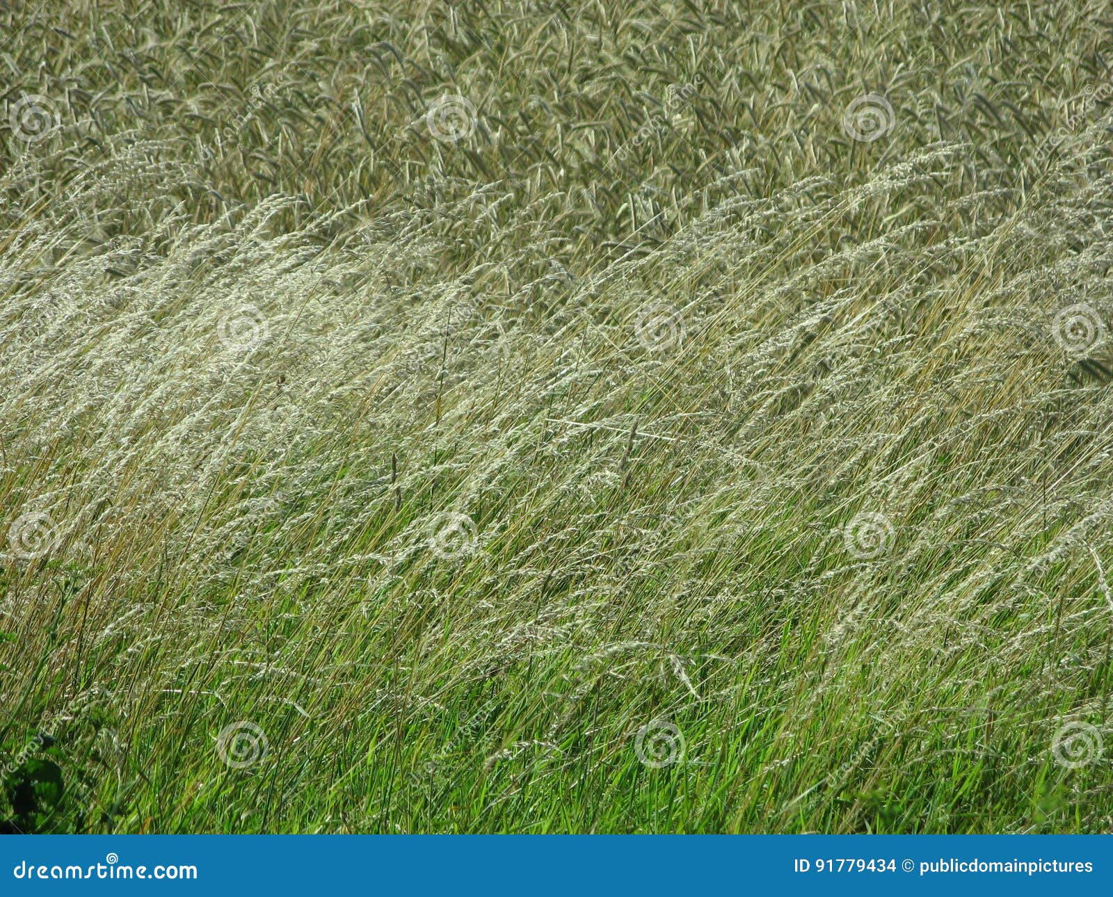 Highland Grass Picture. Image: 91779434