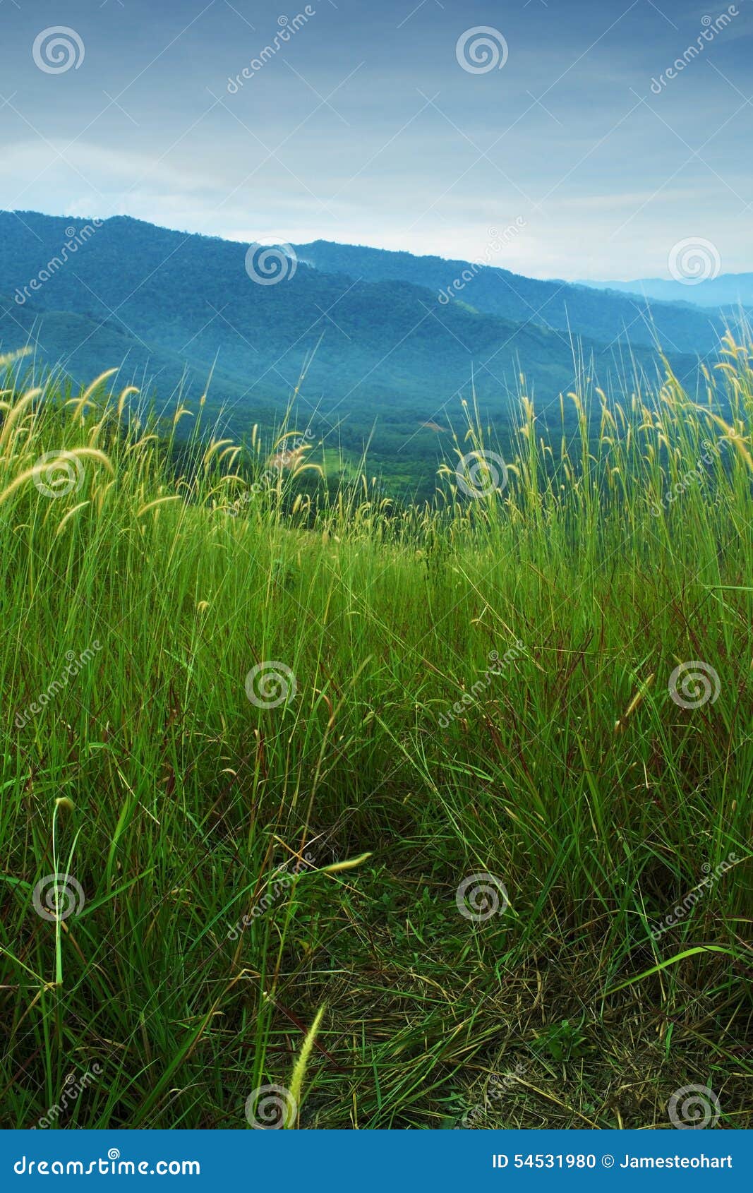 Highland grassland stock photo. Image of clear, crisp - 54531980