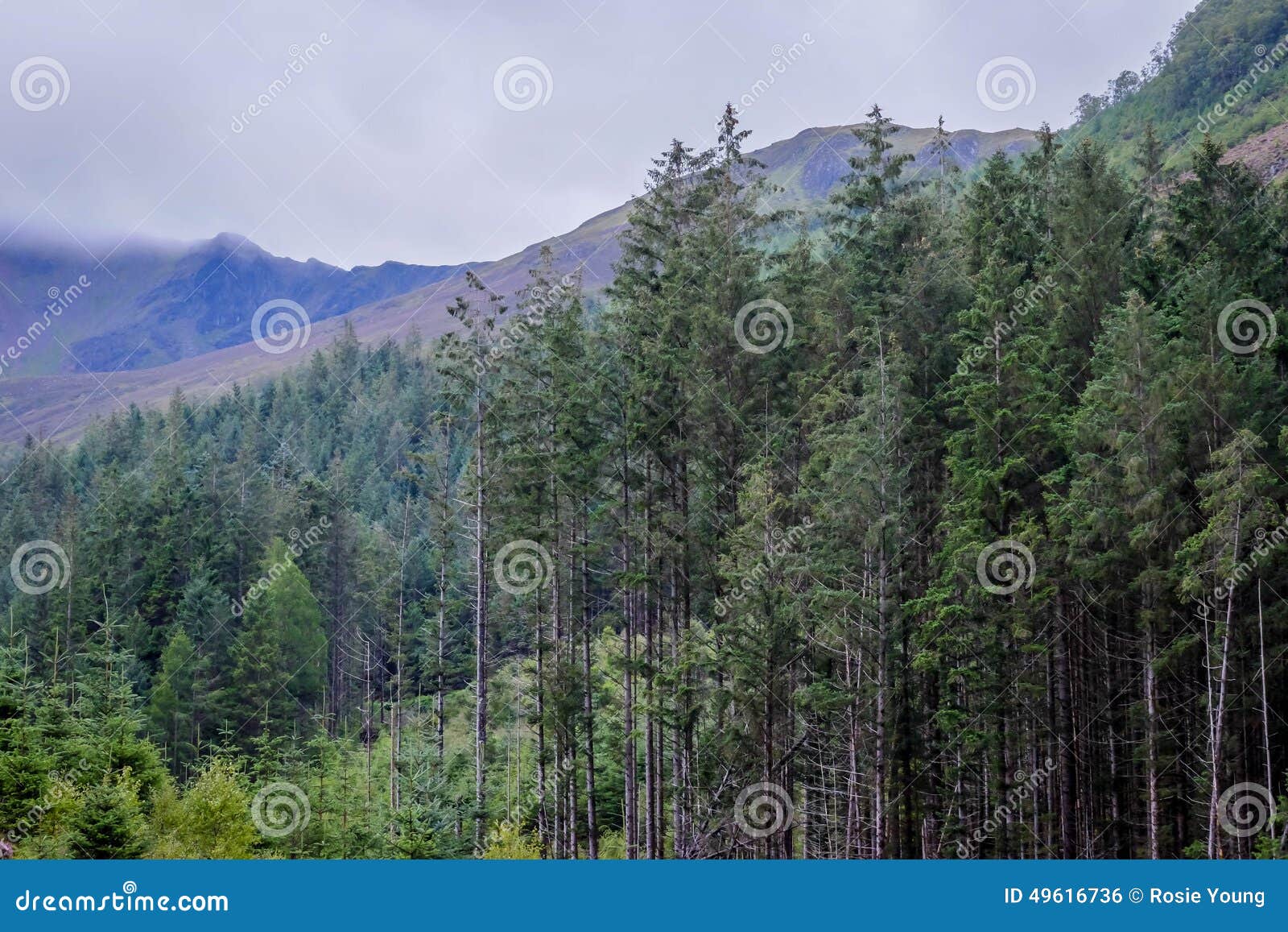 Highland pine trees stock photo. Image of europe, great - 49616736
