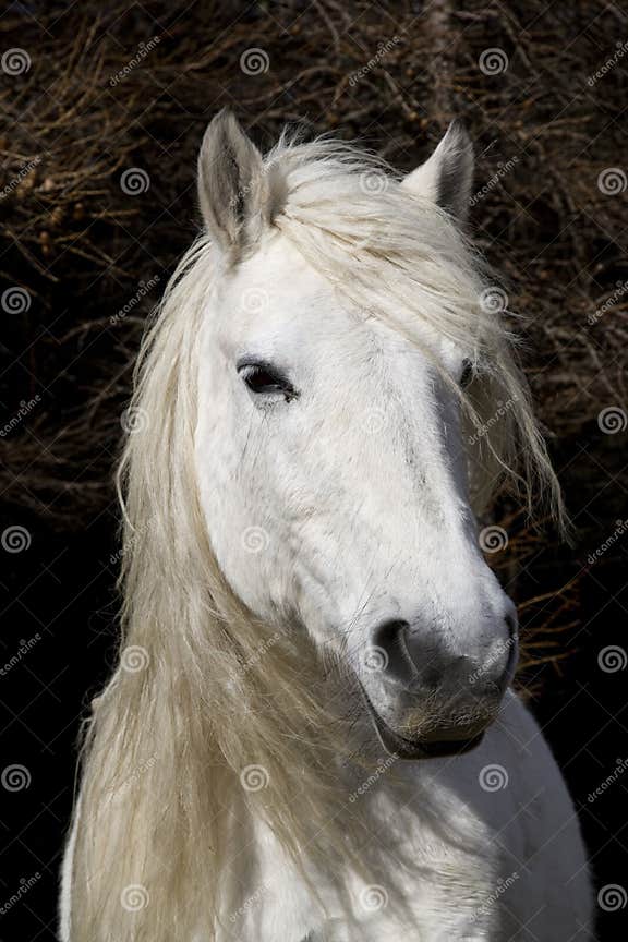 Highland Pony stock image. Image of rugged, scottish, moorland - 4778547