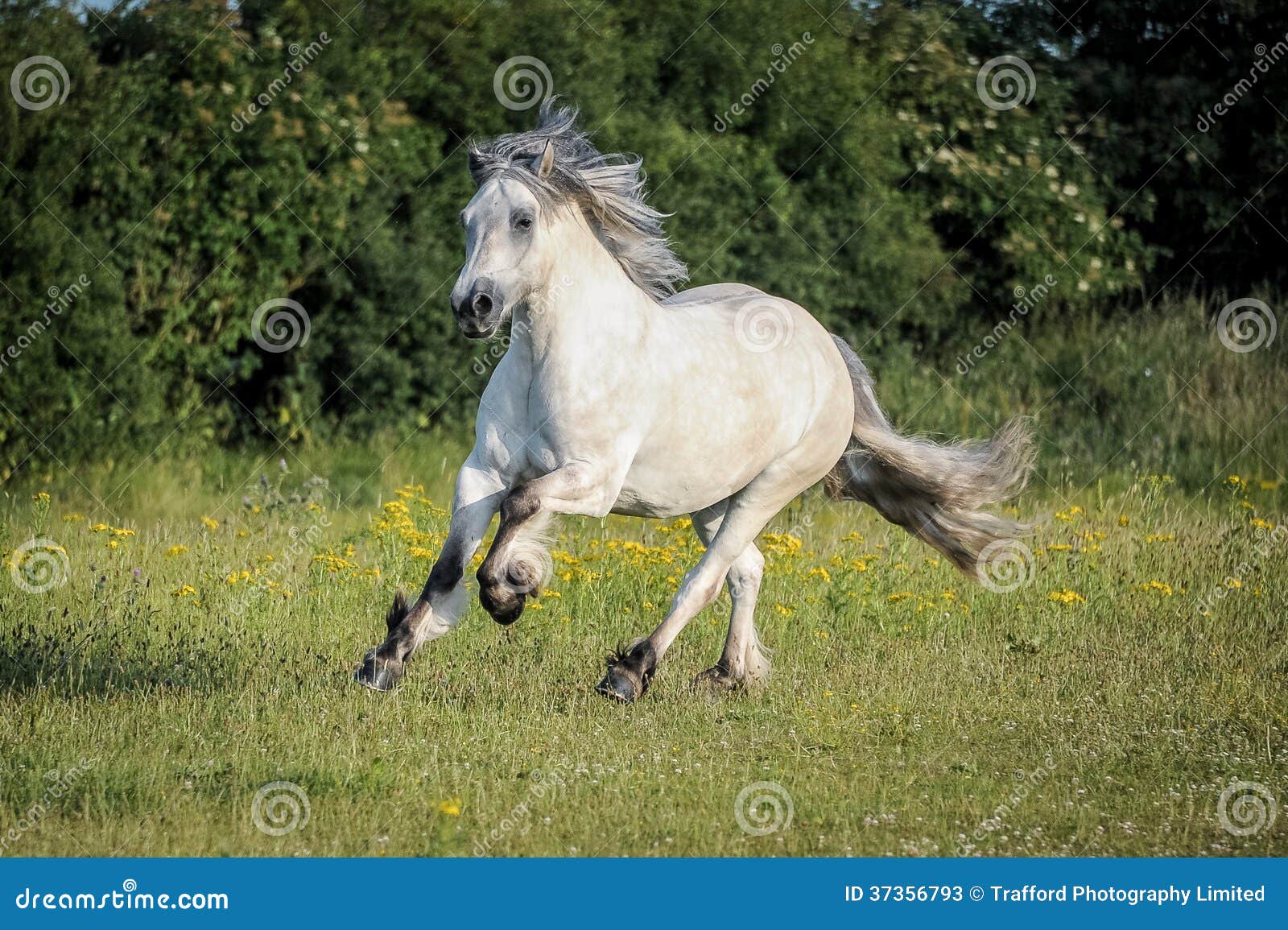 Highland Pony stock image. Image of horse, mountain, grey - 37356793