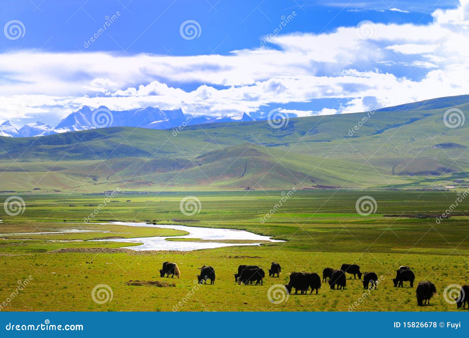 Highland Ranch stock photo. Image of nature, brown, grass - 15826678